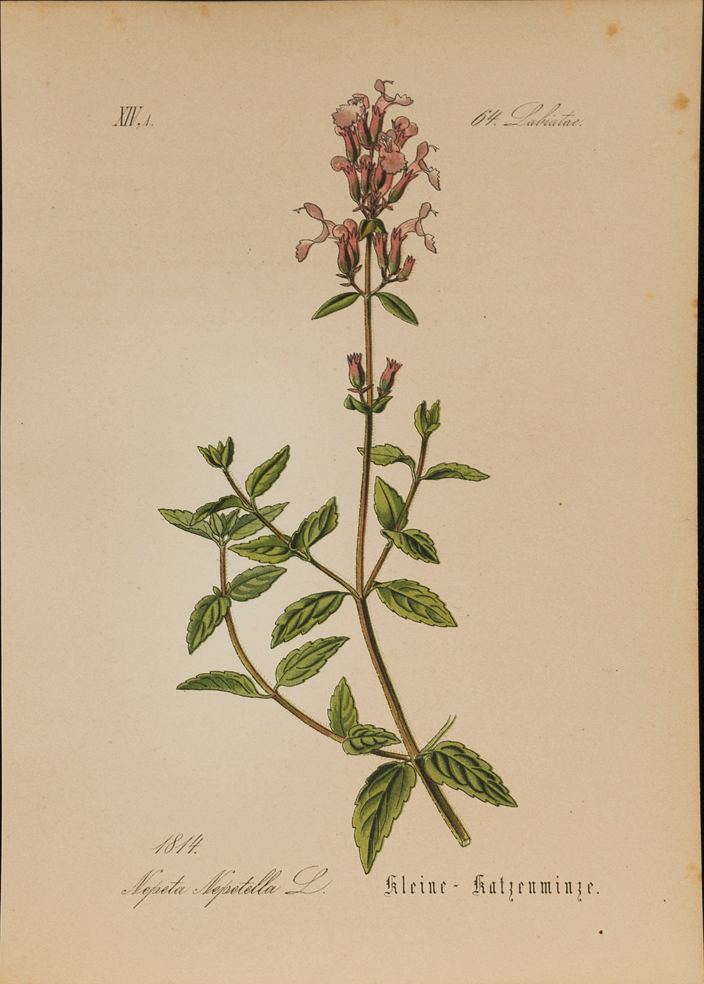 FLORA VON DEUTSCHLAND 160 st, by Ernst Hallier, ca 1880. - Bukowskis