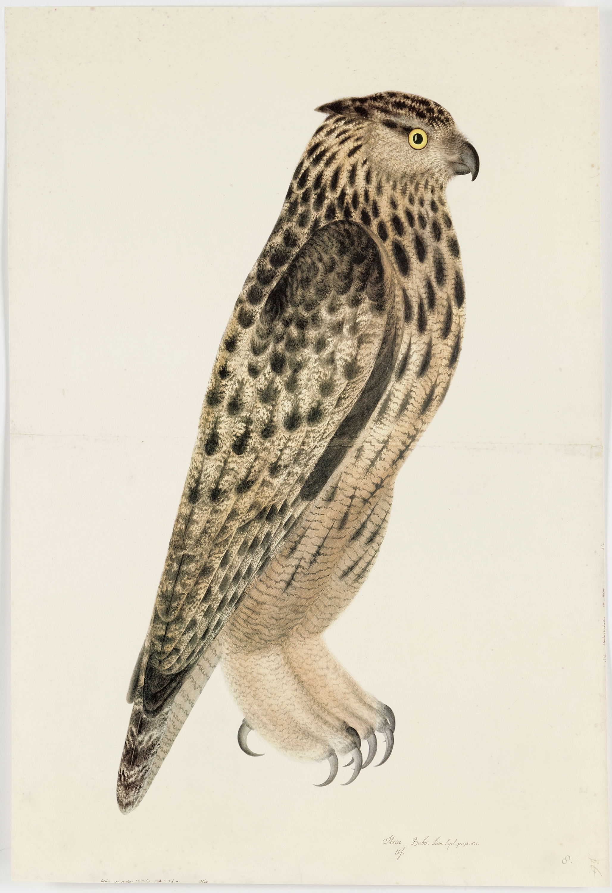OLOF RUDBECK D.Y., 35 prints depicting Swedish birds. - Bukowskis