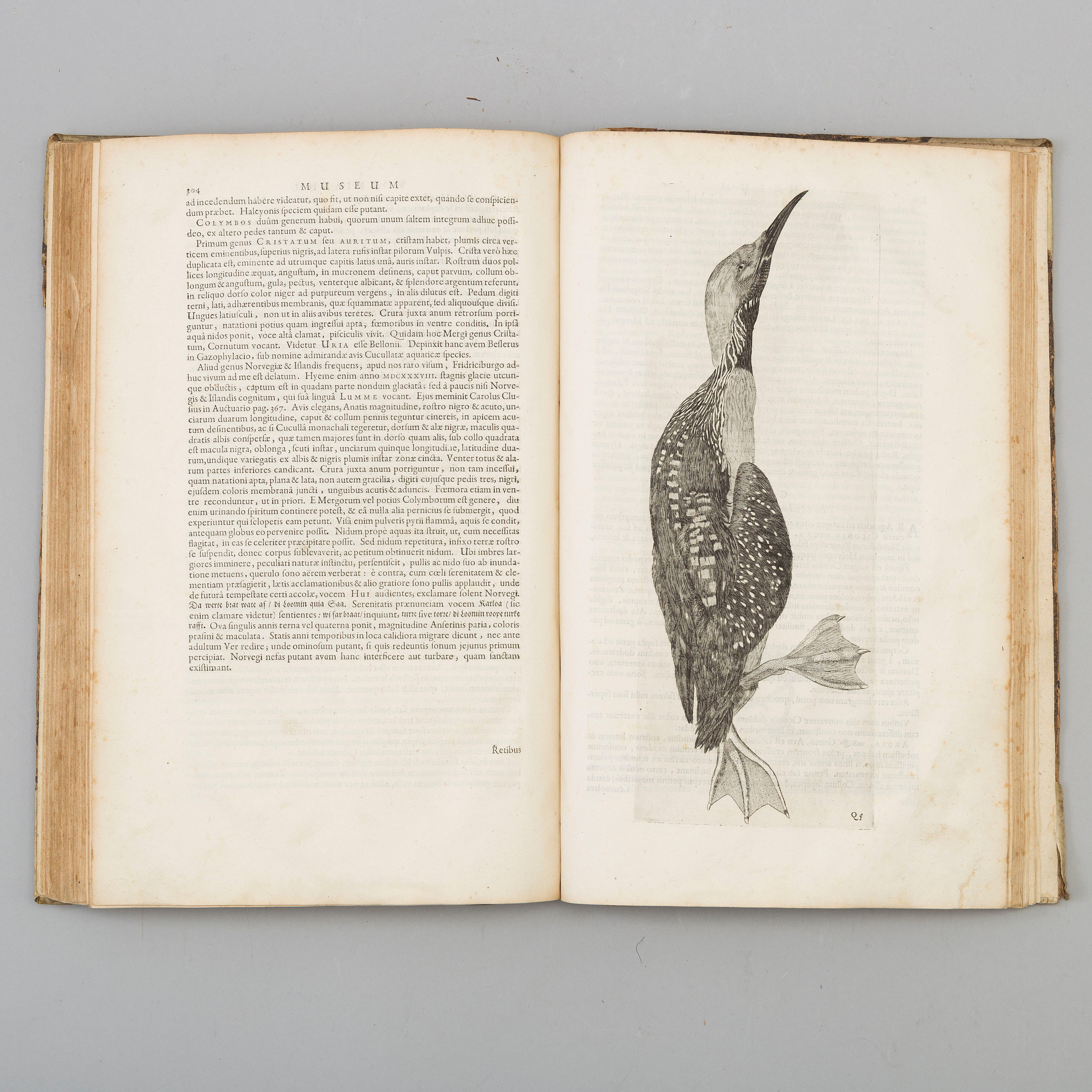 BOK, Berömd Wunderkammer, 1655. Ole Worm. - Bukowskis