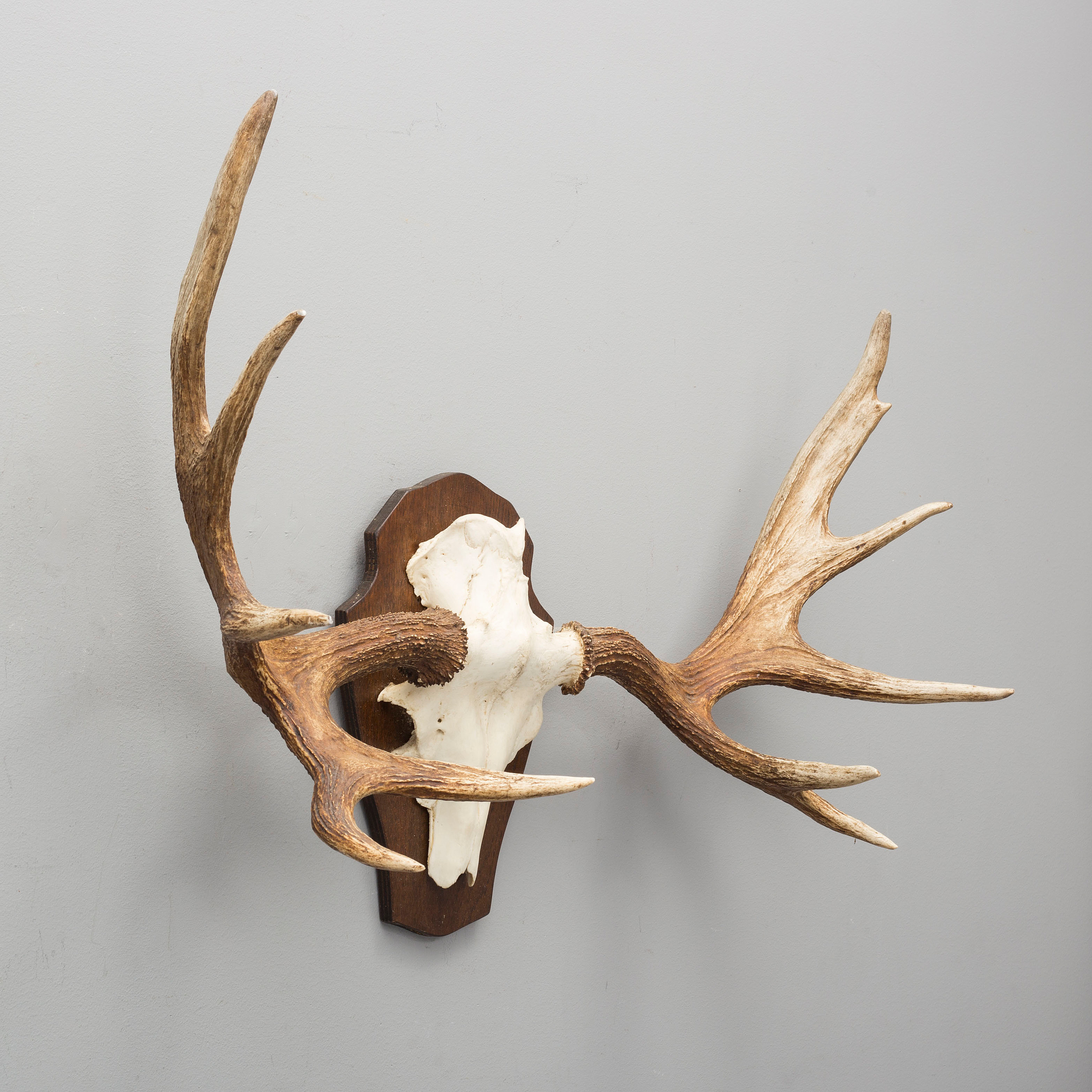 A 20th century hunting trophy. - Bukowskis