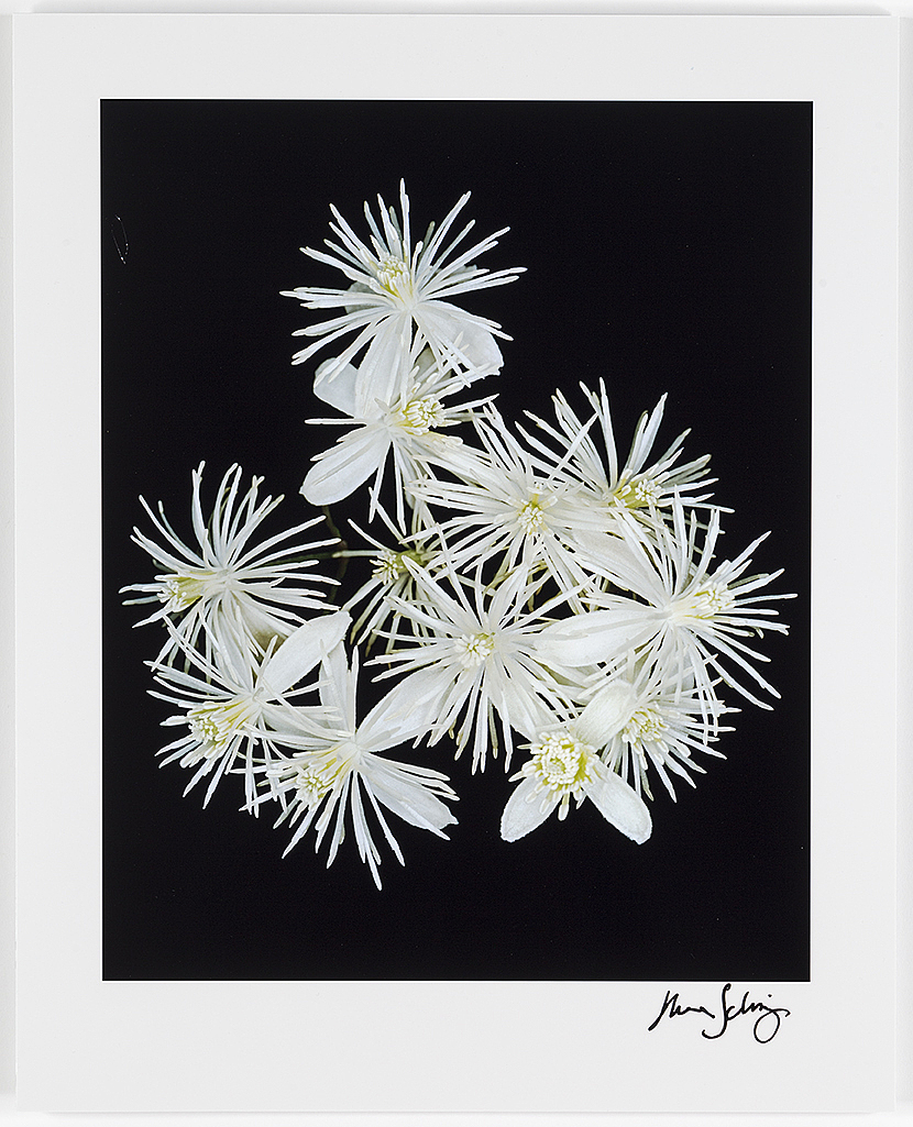 HELENE SCHMITZ, Photograph, signed. - Bukowskis