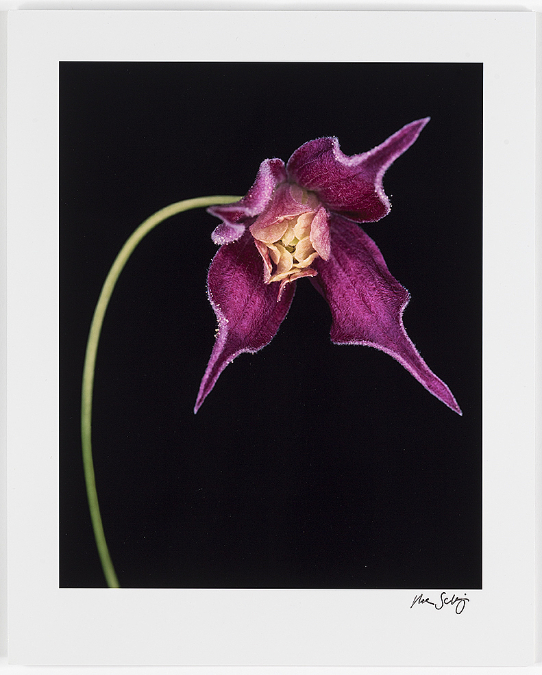 HELENE SCHMITZ, Photograph, signed. - Bukowskis