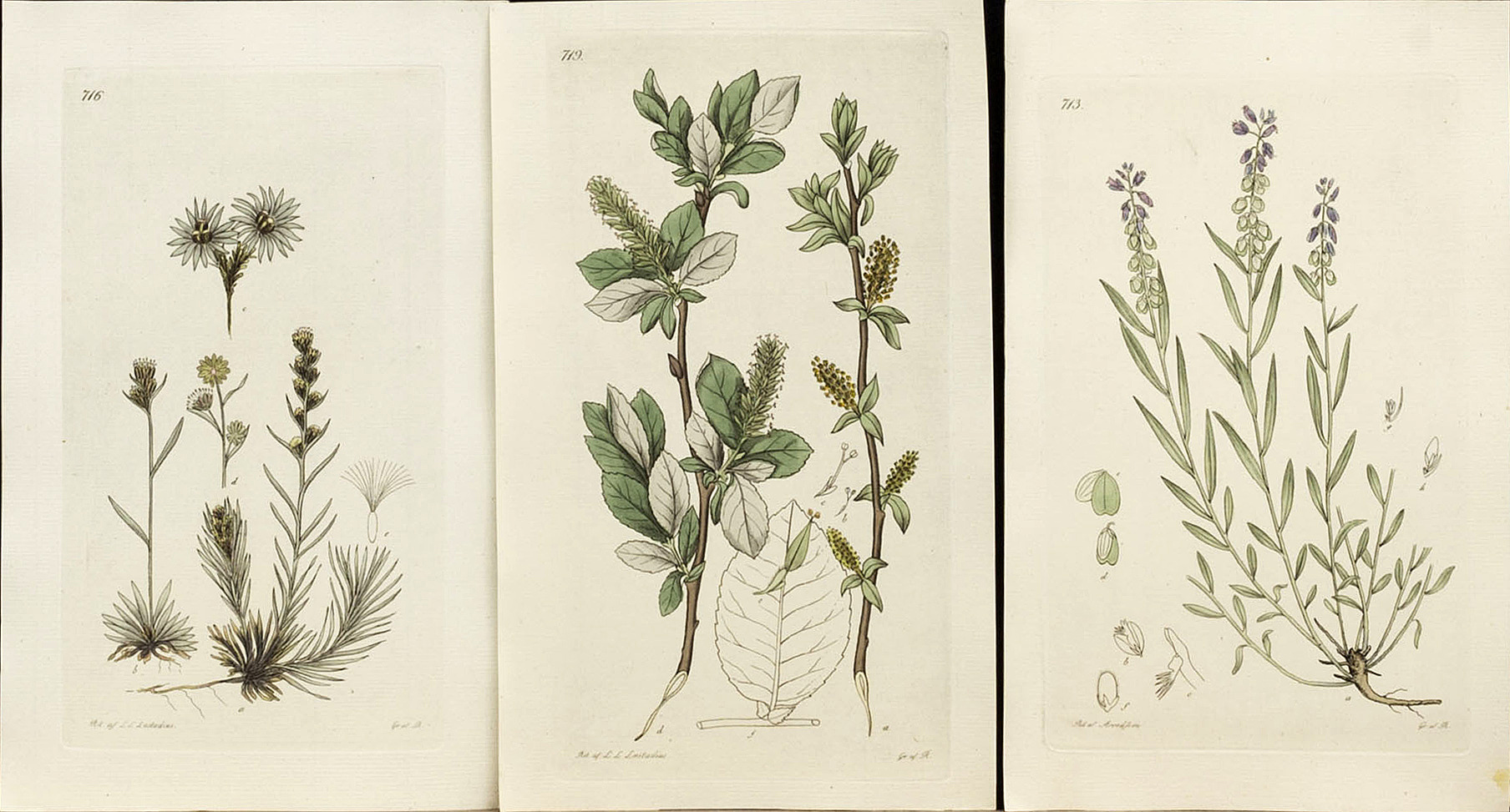 JOHAN PALMSTRUCH, "Svensk Botanik" 5 häften med 72 st koppargravyrer ...