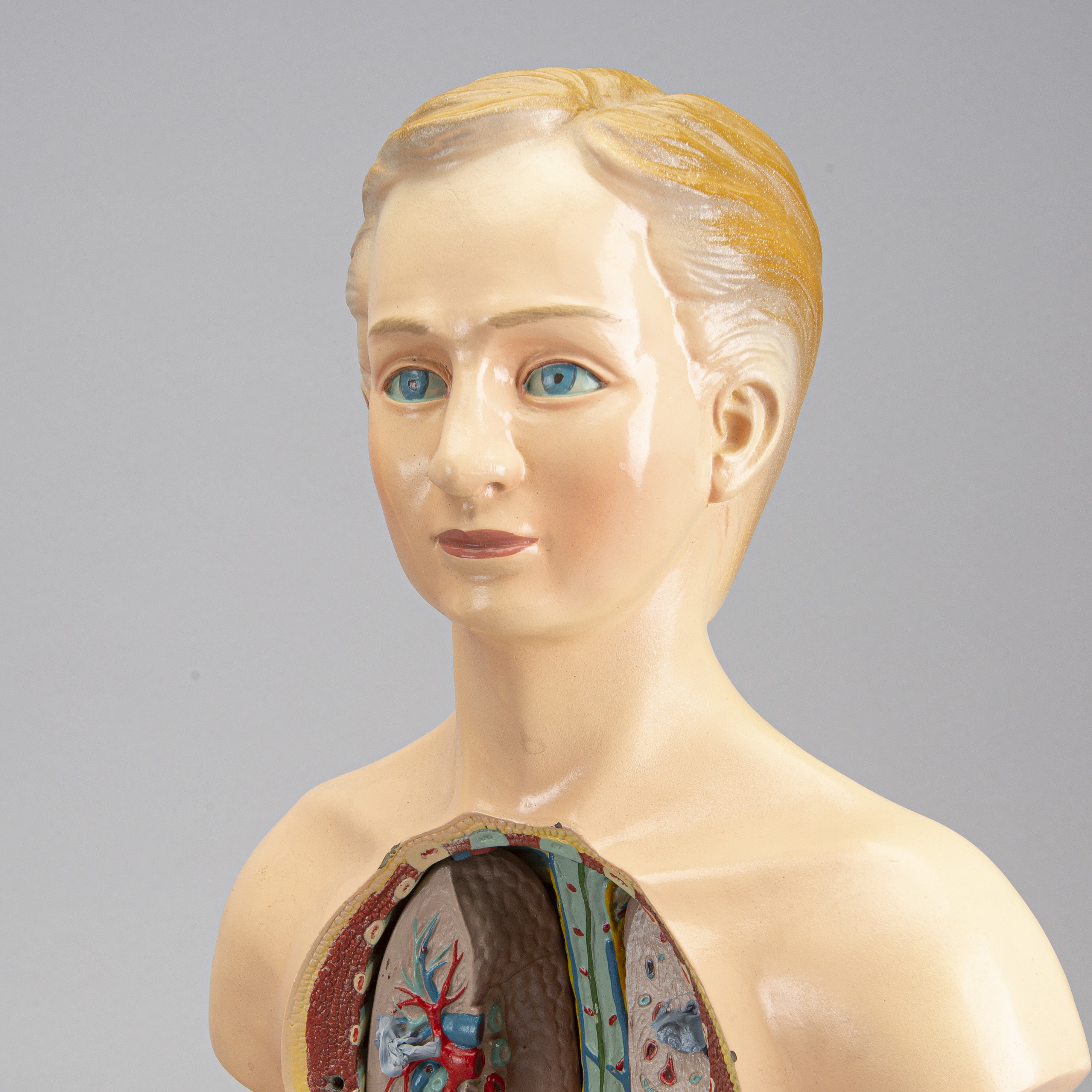 ANATOMISKA MODELLER, ett par, 1900-talets första hälft. - Bukowskis