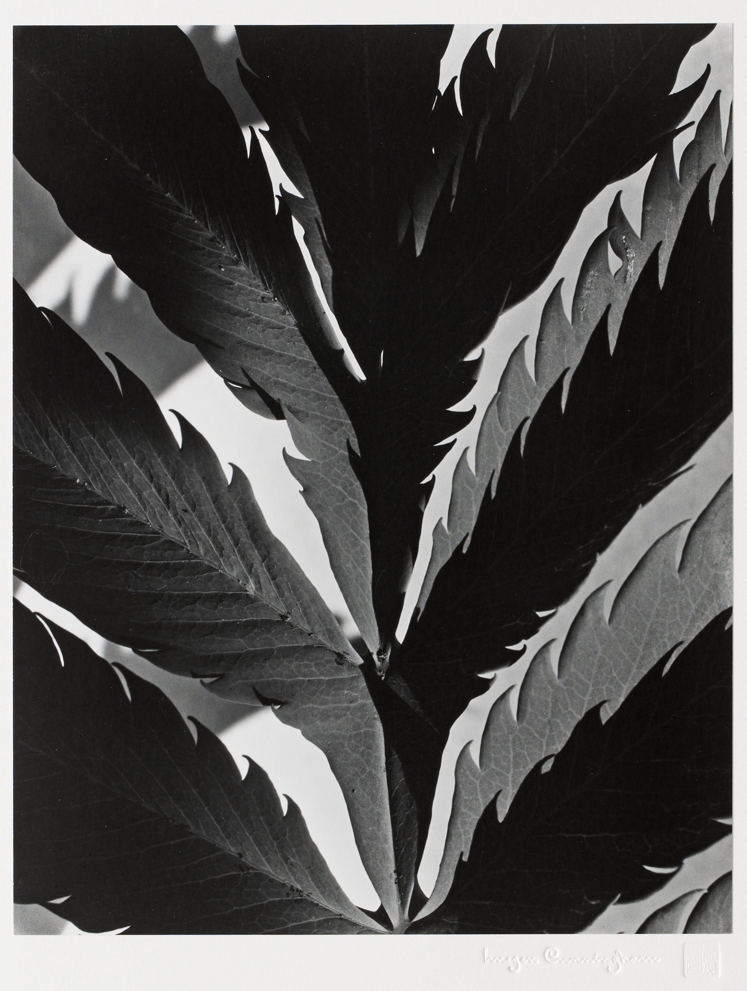 Imogen Cunningham, "Leaf pattern", 1929. - Bukowskis
