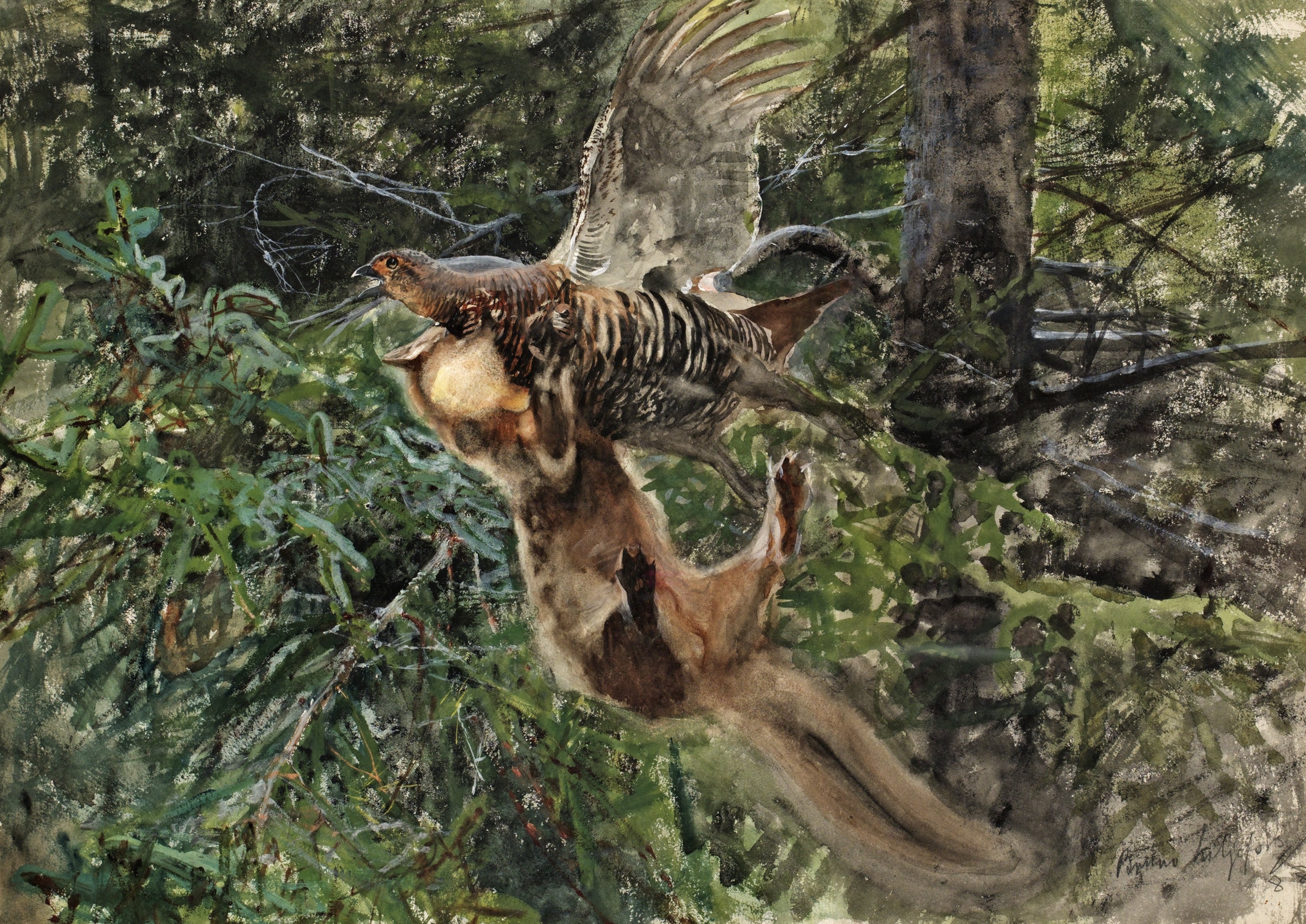 Bruno Liljefors, "Barrskog med skogsmård anfallande en orrhöna ...