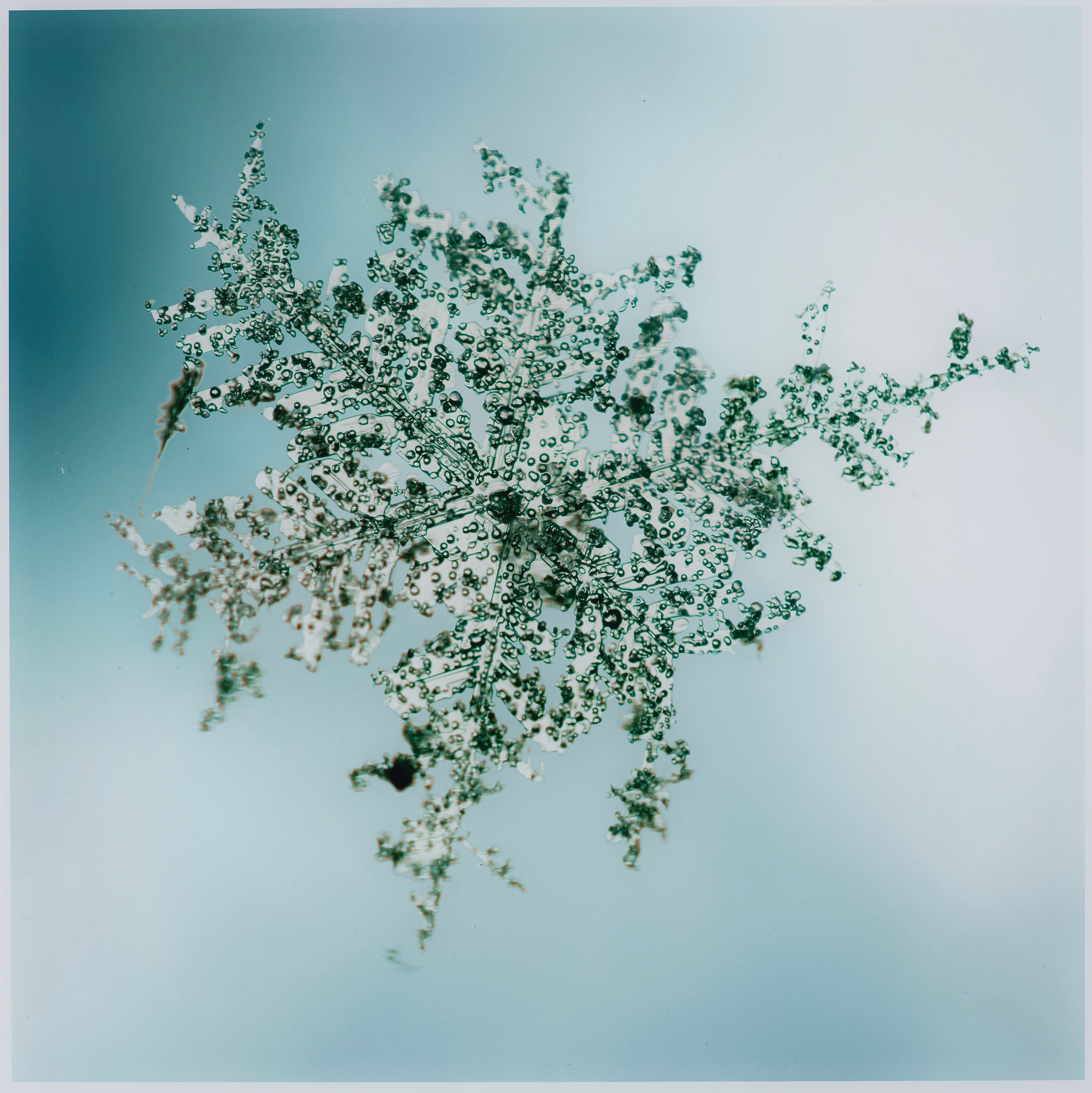 Mike & Doug Starn (Starn Twins), "Sno6 047.1", 2006-2007. - Bukowskis