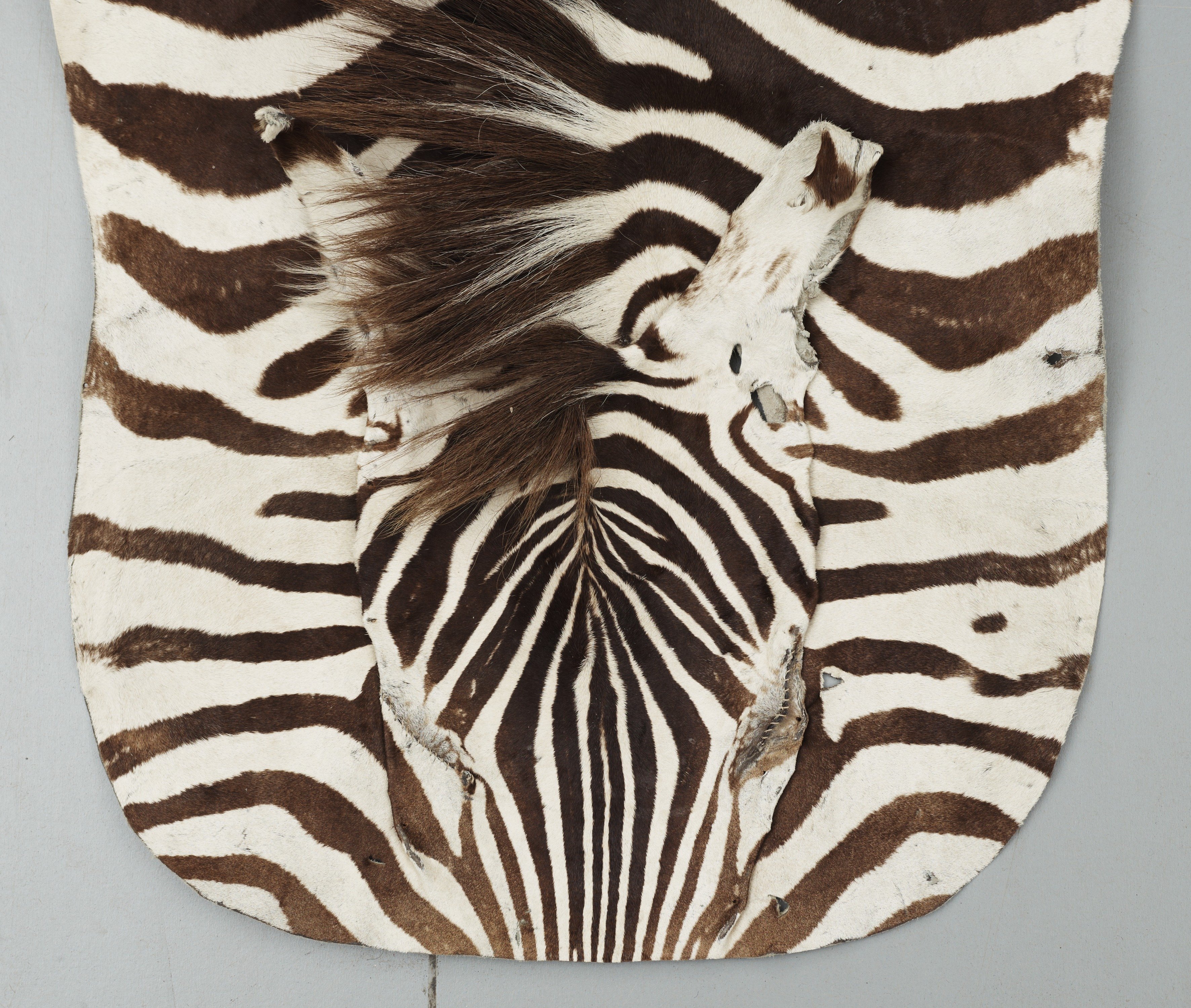 An early 20th century zebra skin. - Bukowskis
