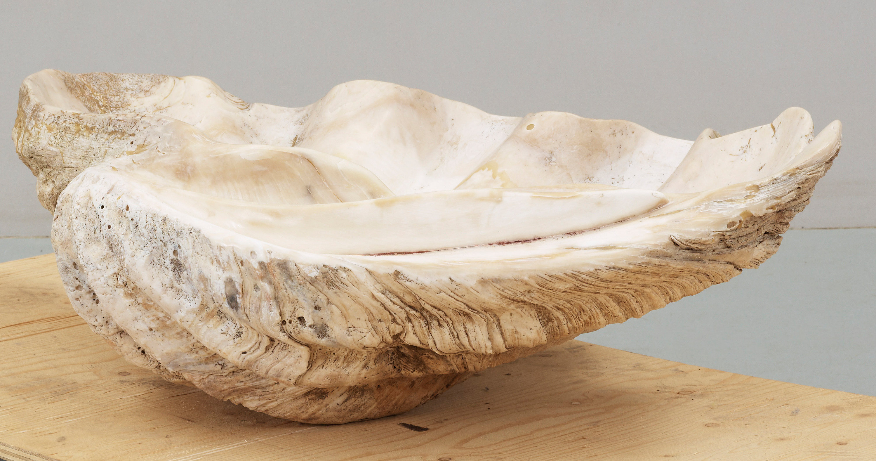 FOSSIL, mussla. - Bukowskis