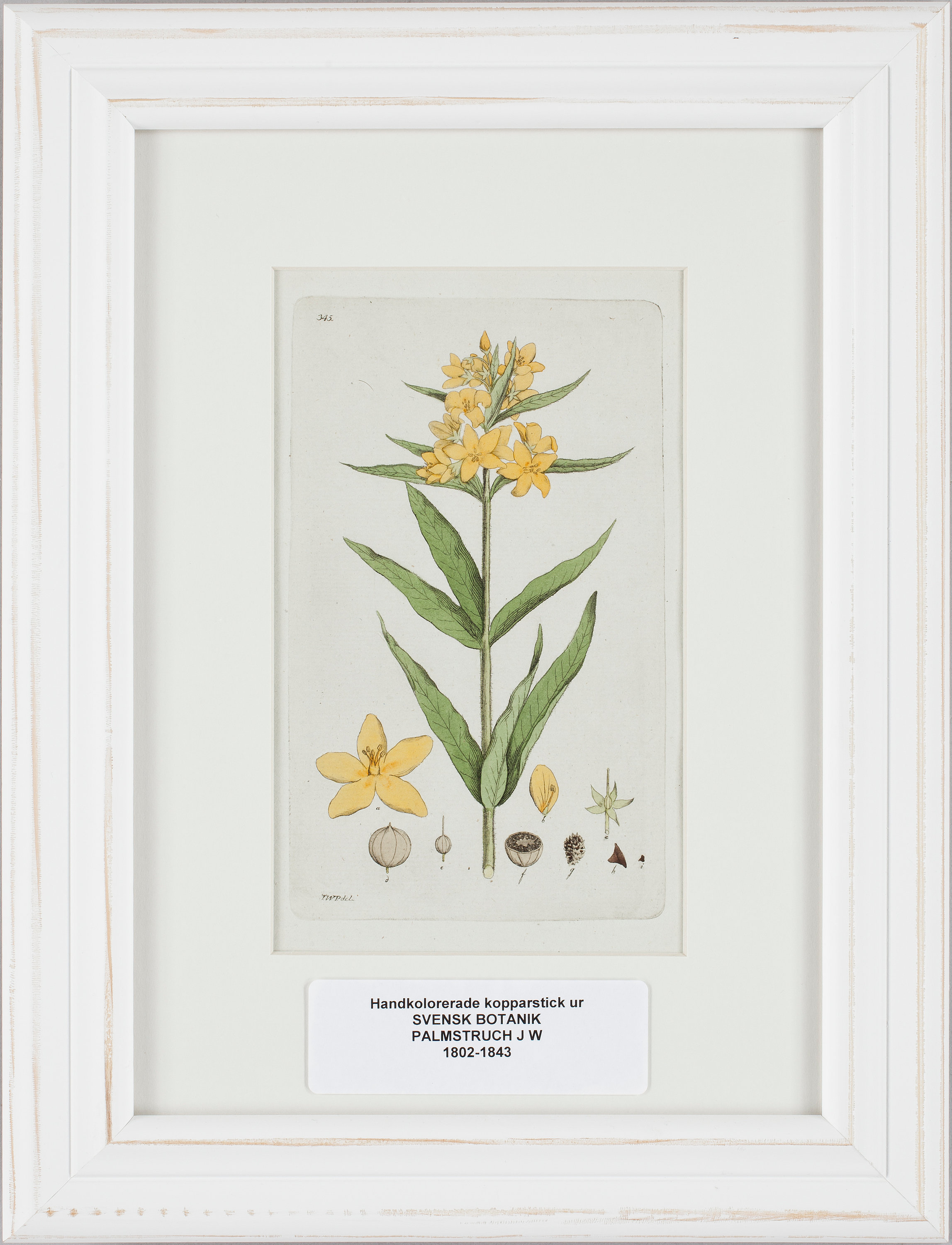 JOHAN WILHELM PALMSTRUCH, 6 st, handkolorerade kopparstick. 1800-tal ...