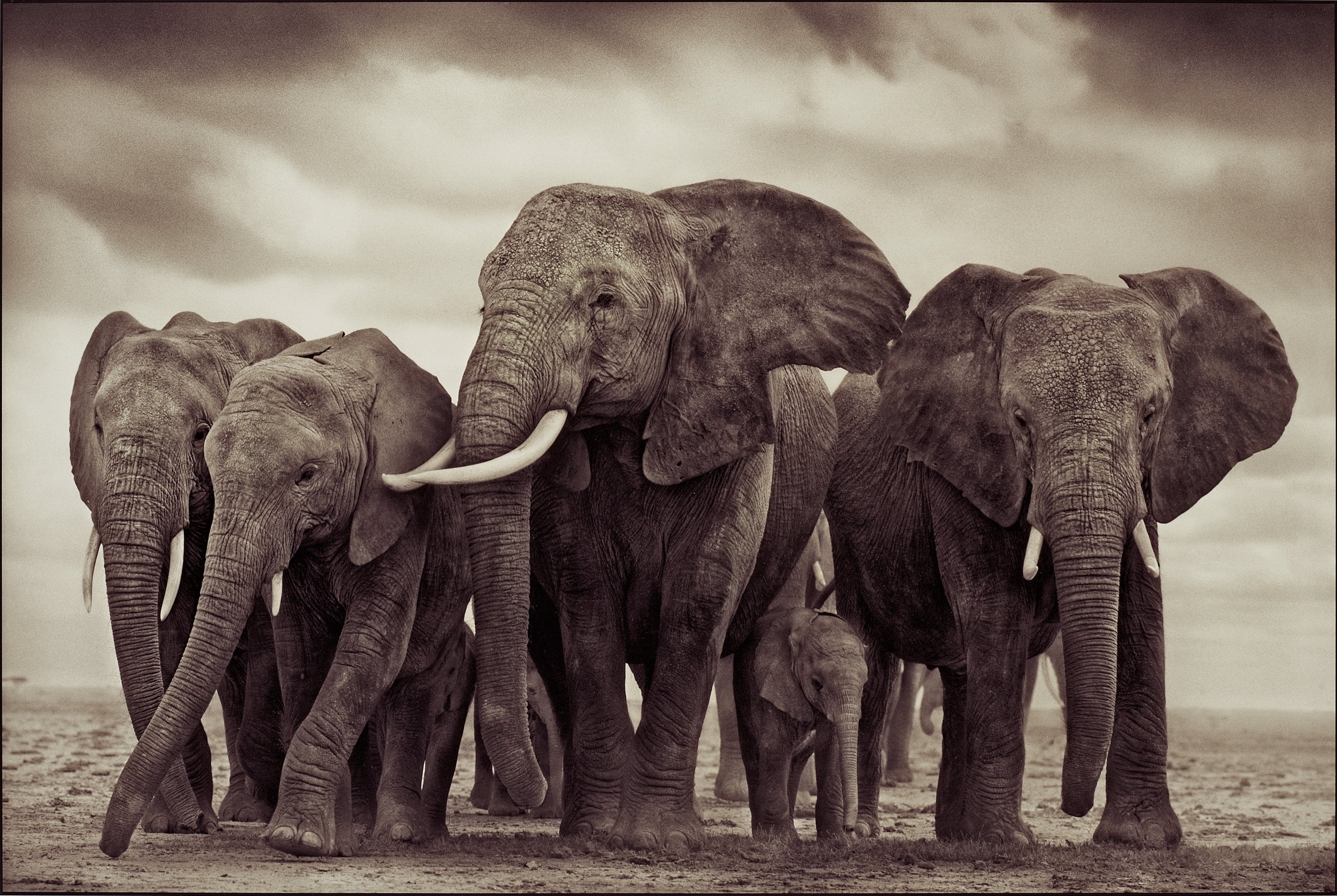 Elephant photography, Elephants photos, Elephant