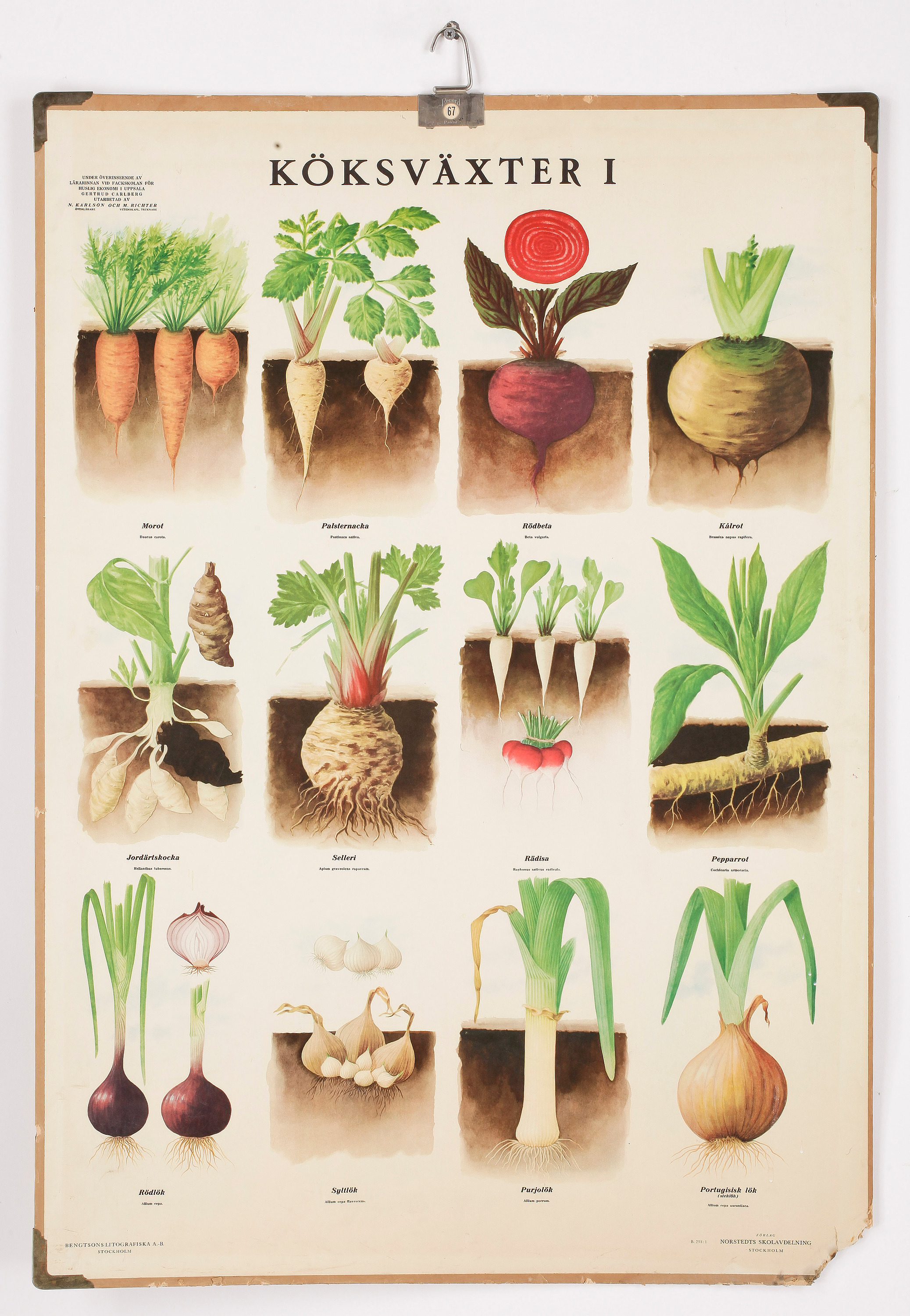 SKOLPLANSCHER, 4st, varav en litografisk plansch, bla Norstedts Förlag ...