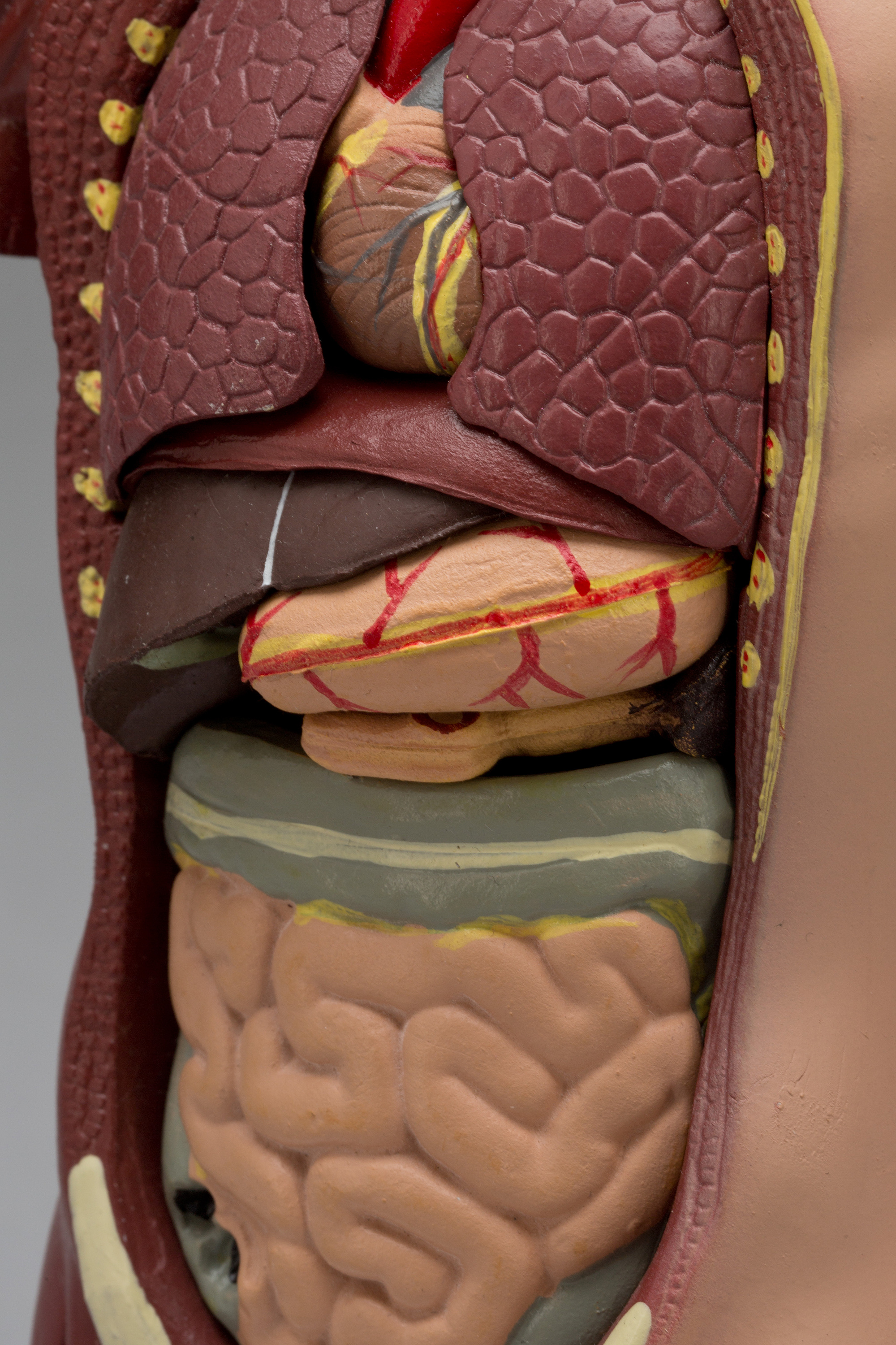 ANATOMISK MODELL, 1900-tal. - Bukowskis