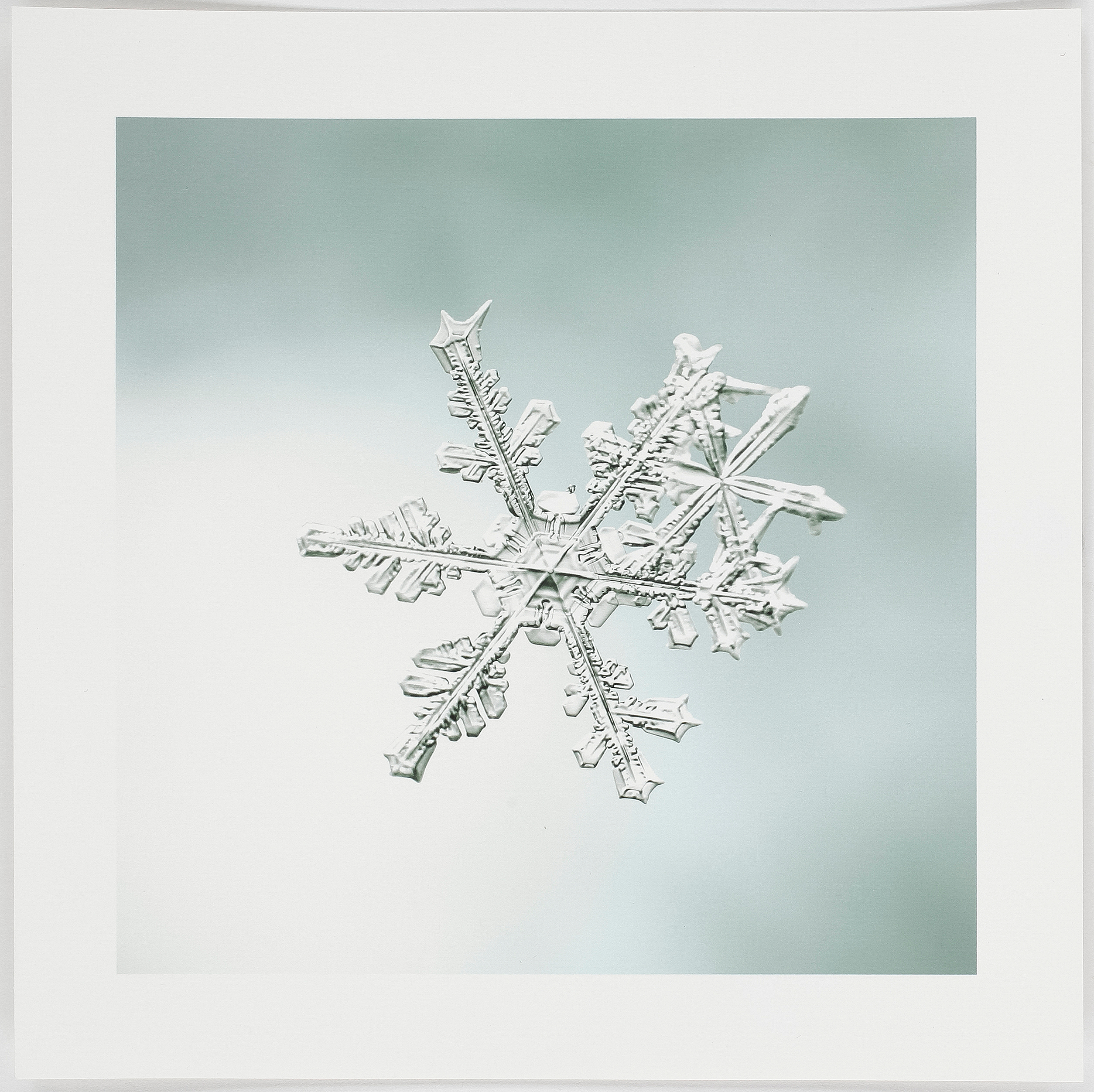 MIKE & DOUG STARN (STARN TWINS), archival pigment print, signerad ...