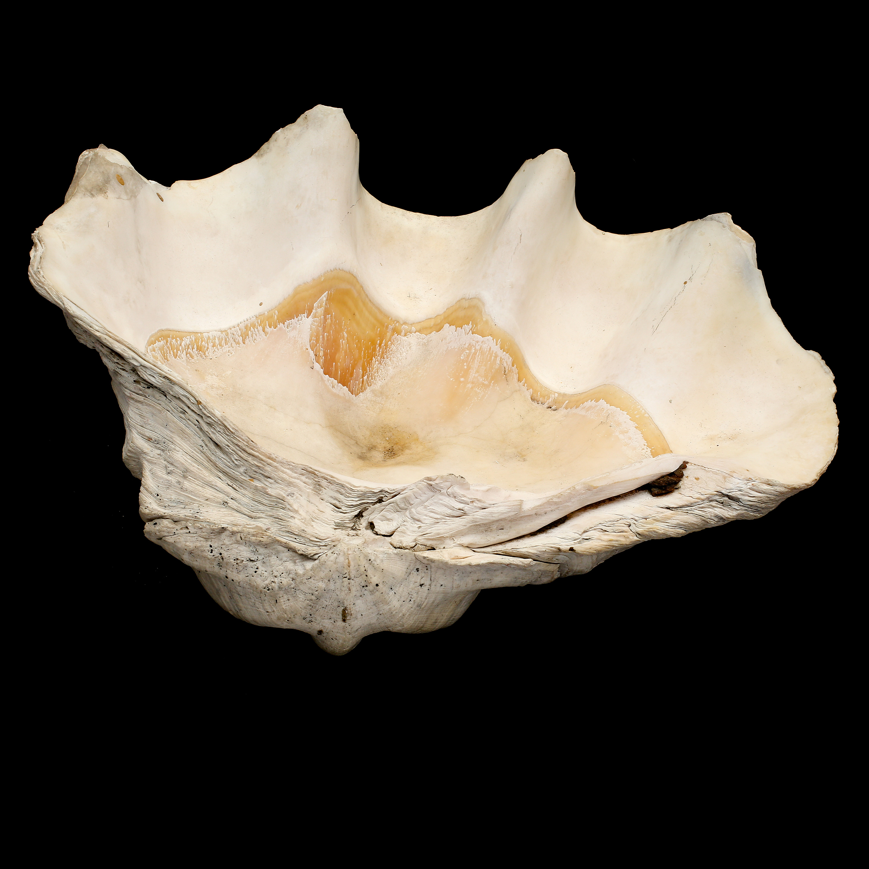 MUSSLA, fossil. - Bukowskis