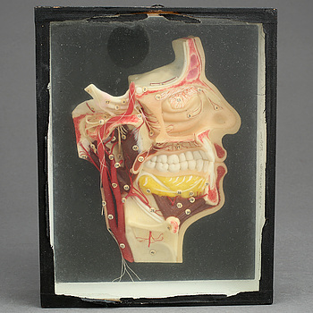 ANATOMISK MODELL, Lehrmittelwerke, Berlin, Tyskland 1900-talets första ...