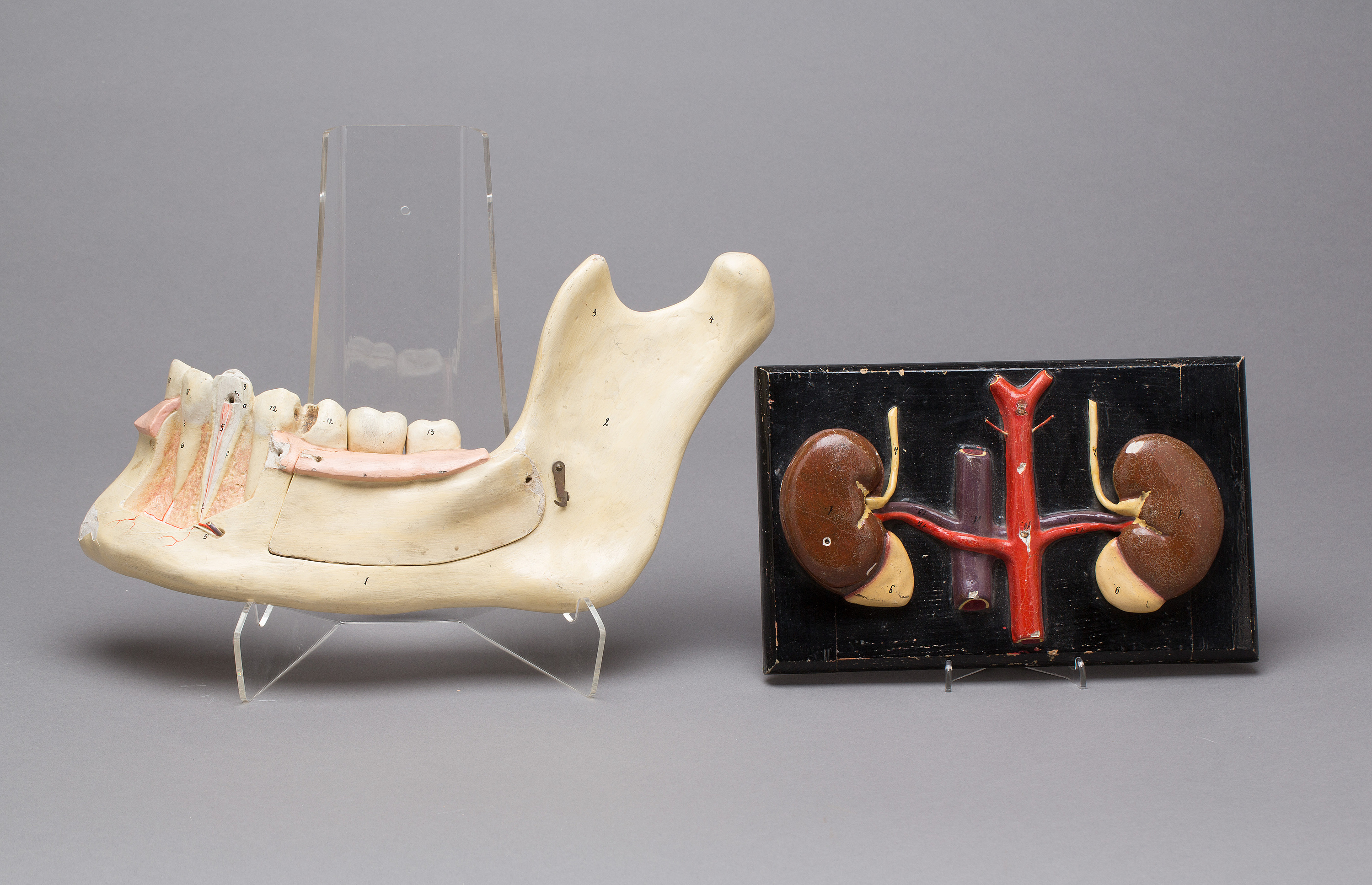 ANATOMISKA MODELLER, 2 st. 1900-tal. - Bukowskis