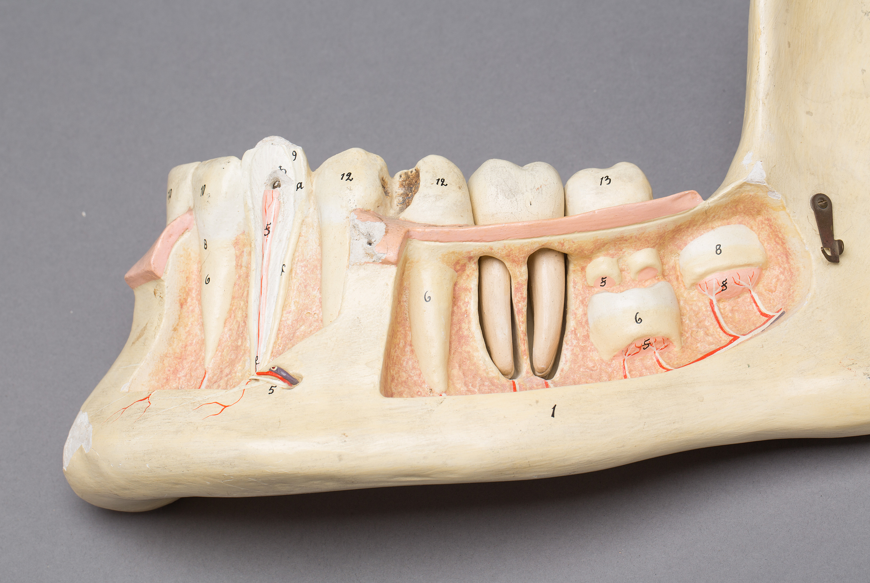 ANATOMISKA MODELLER, 2 st. 1900-tal. - Bukowskis