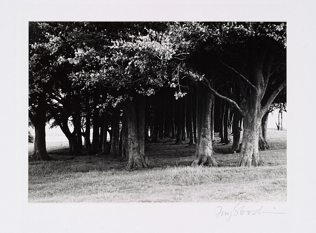 FAY GODWIN, "Approaching Barbury Castle Clump", 1975. - Bukowskis