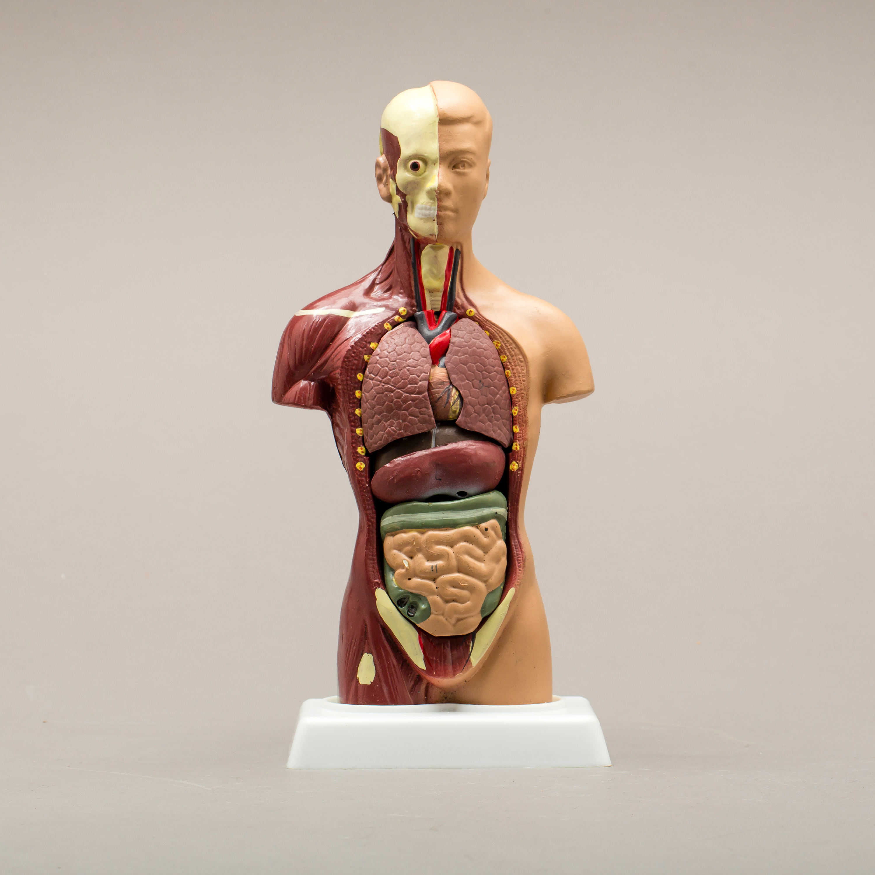ANATOMISK MODELL, 1900-talet senare del. - Bukowskis