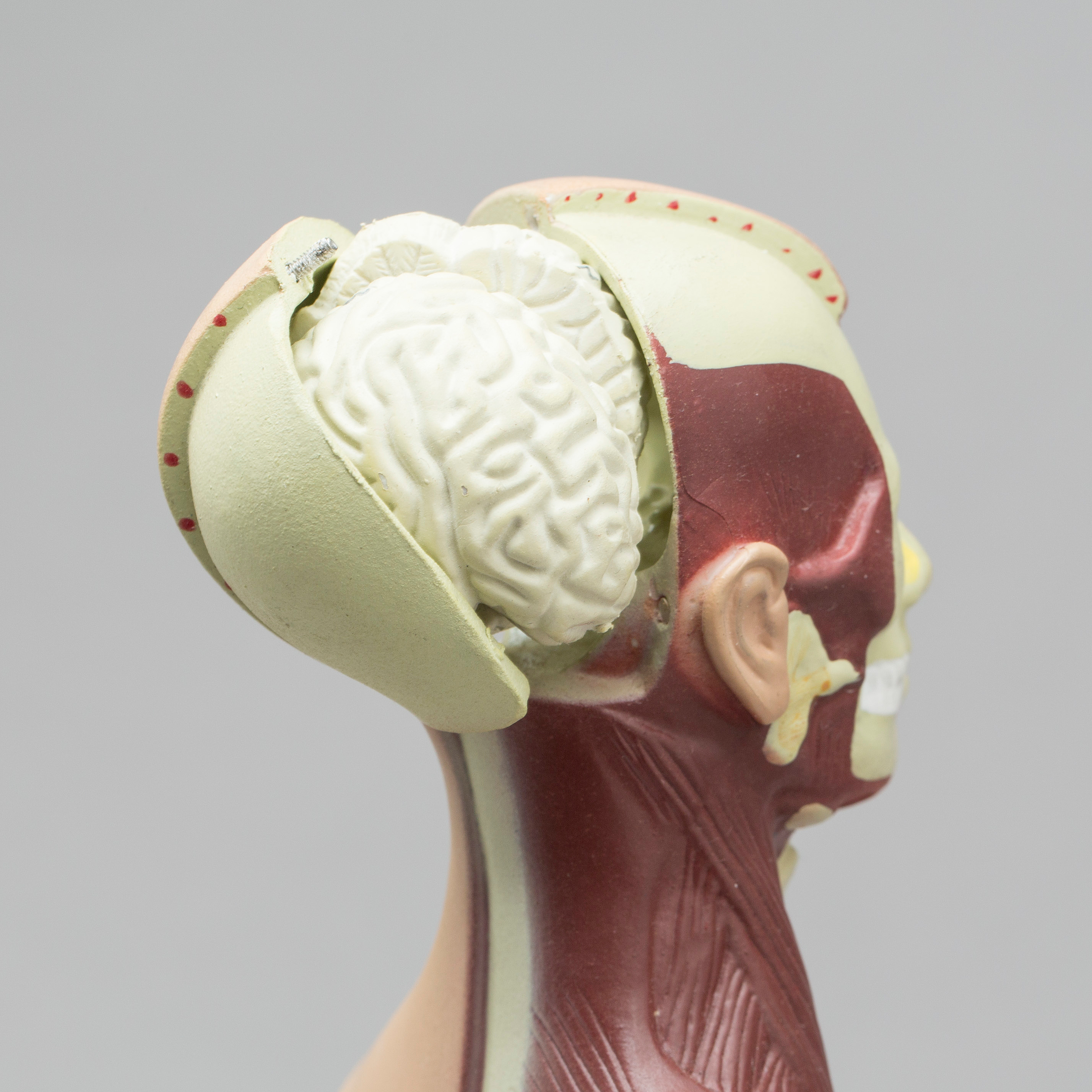 ANATOMISK MODELL, 1900-tal. - Bukowskis
