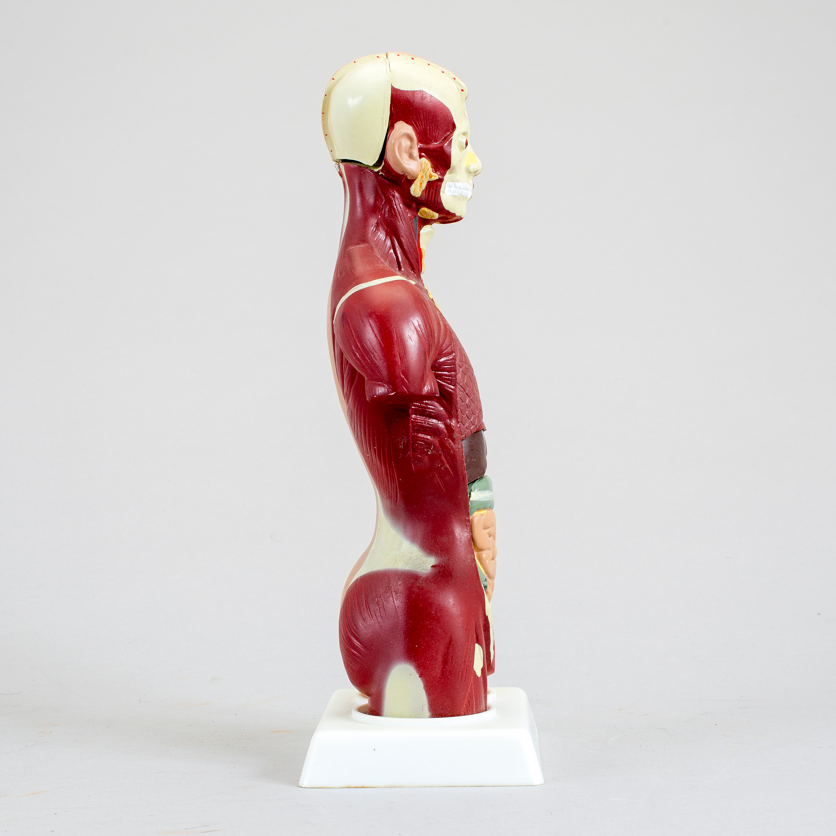 ANATOMISK MODELL, 1900-tal. - Bukowskis