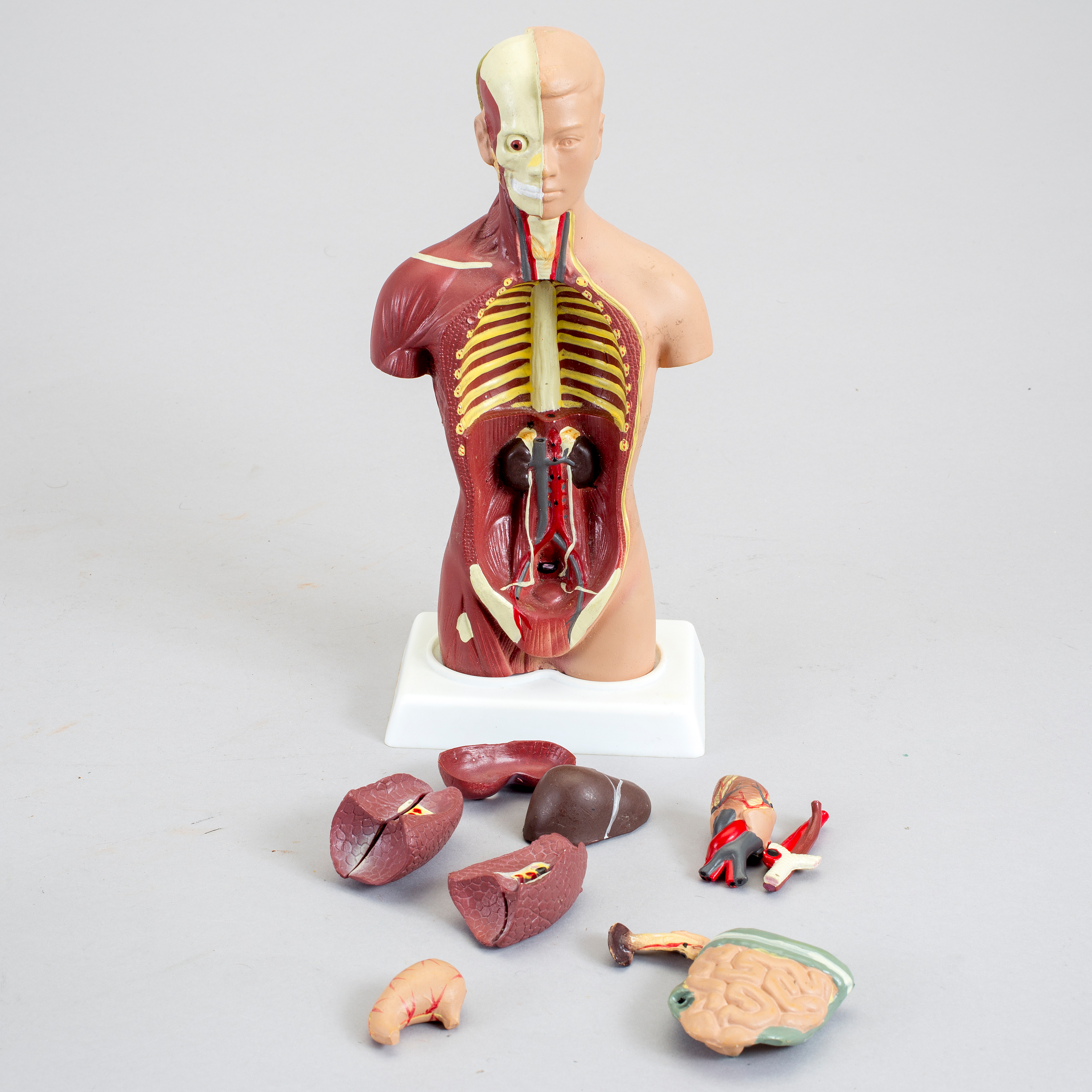 ANATOMISK MODELL, 1900-tal. - Bukowskis