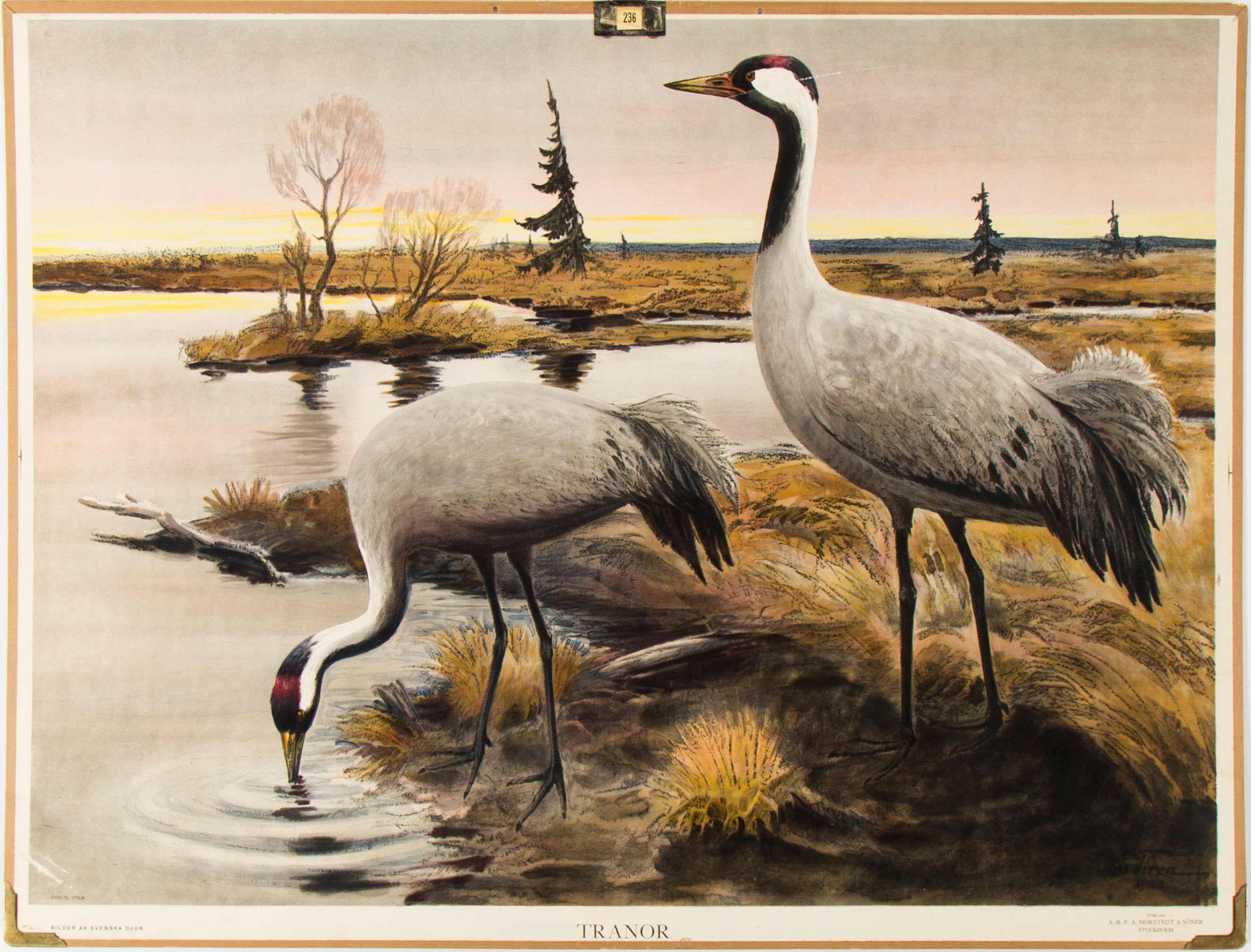 6 teaching posters with animals and plants, around 1950. - Bukowskis