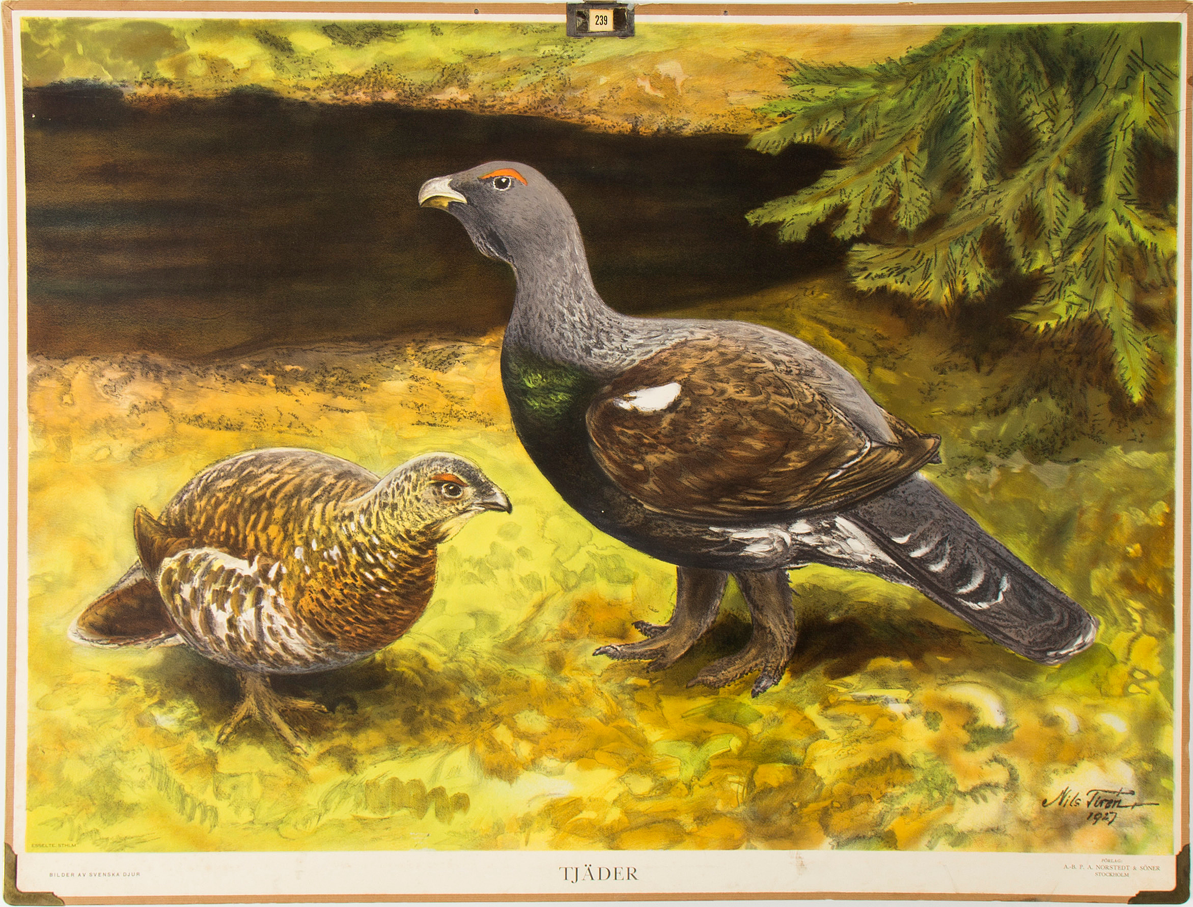 6 teaching posters with animals and plants, around 1950. - Bukowskis