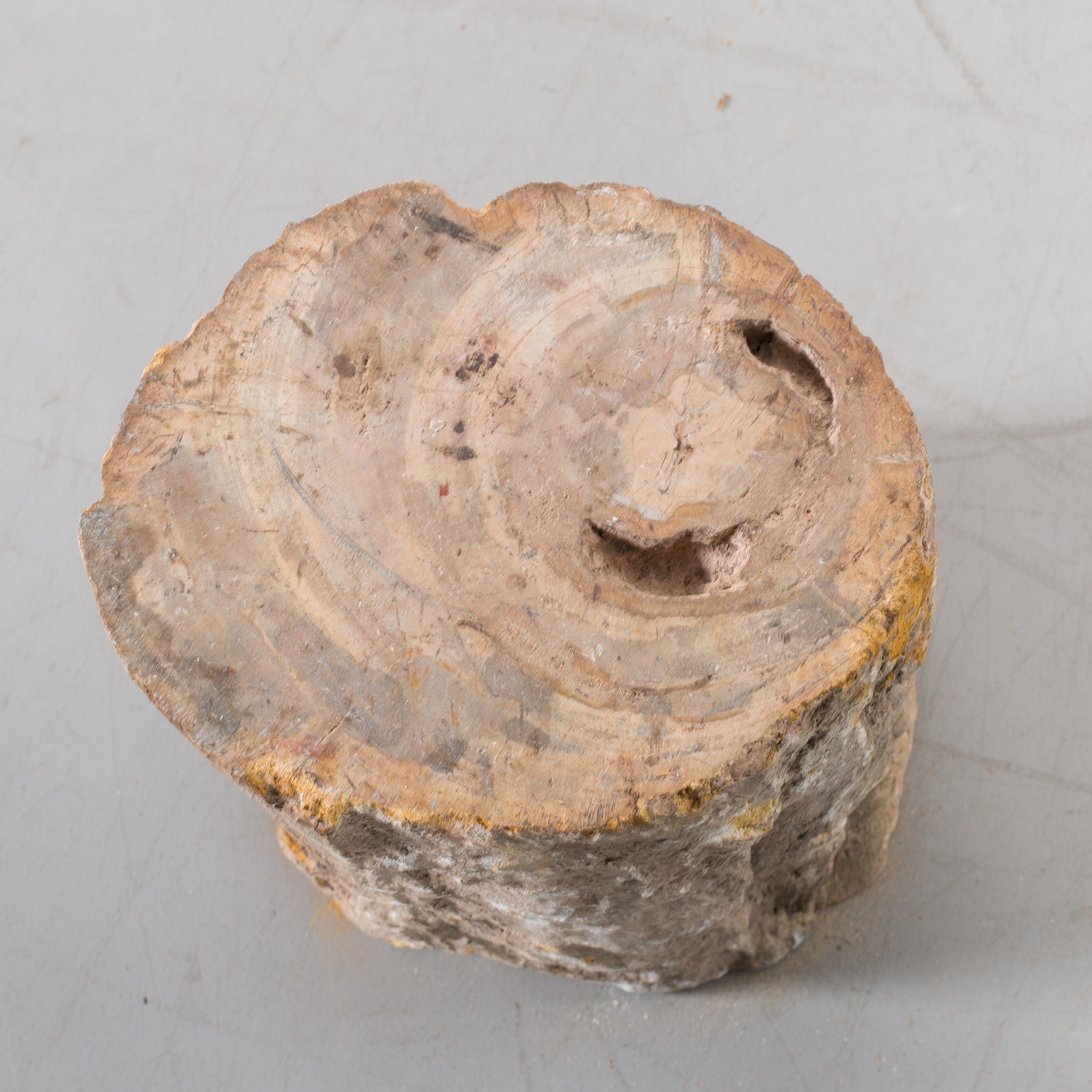 FOSSIL STUBBE. - Bukowskis