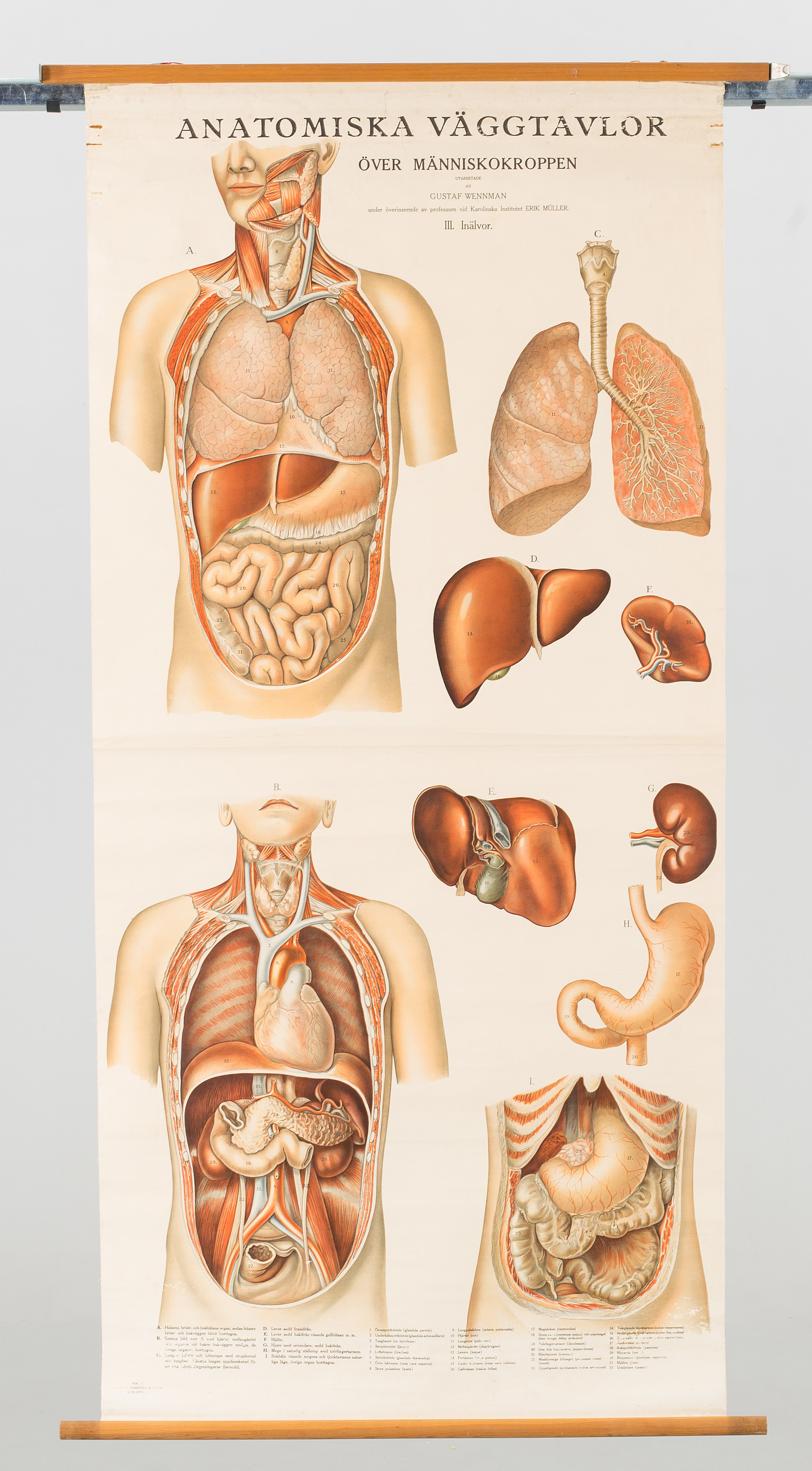ANATOMISK PLANSCH 1900-talets början. - Bukowskis