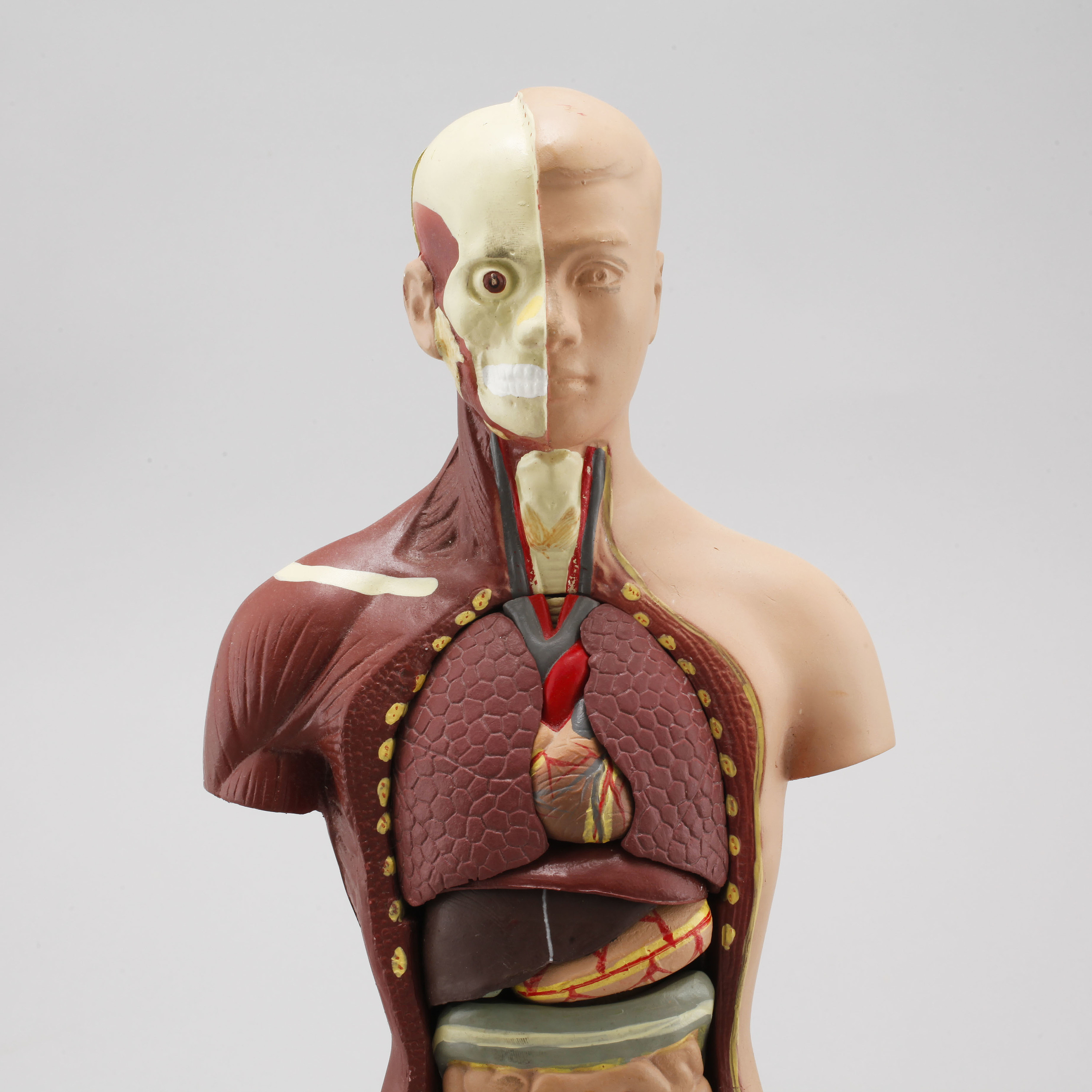 ANATOMISK MODELL, 1900-talets andra hälft. - Bukowskis