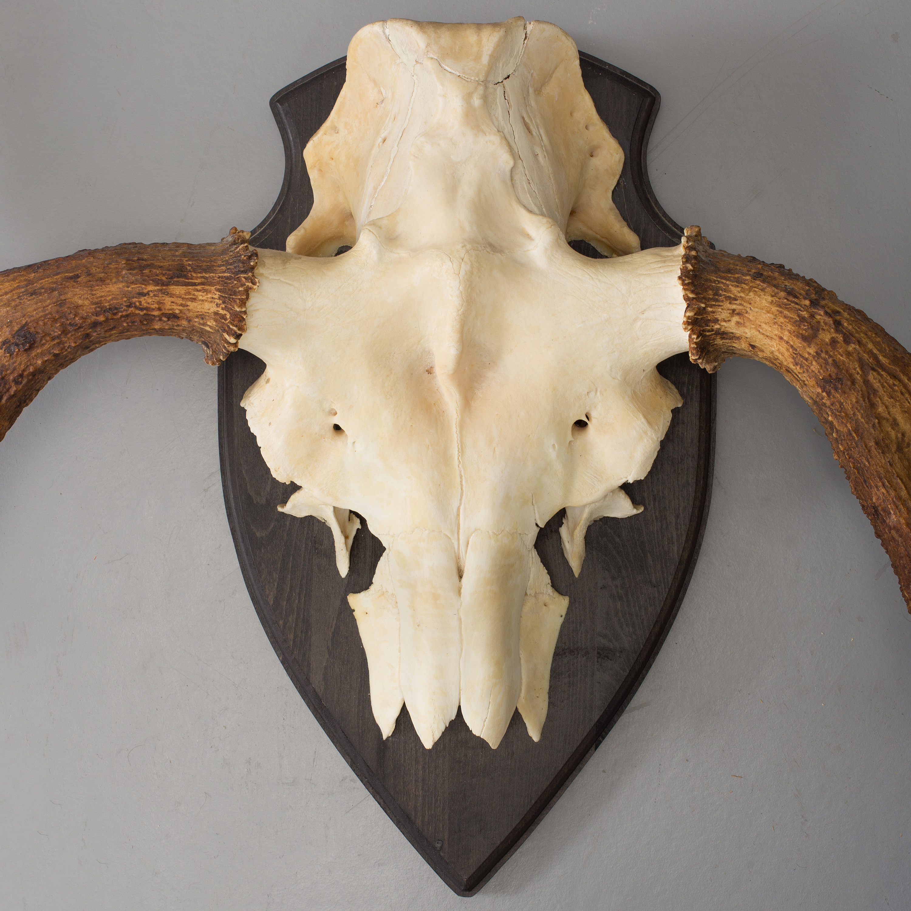A 20th century hunting trophy. - Bukowskis