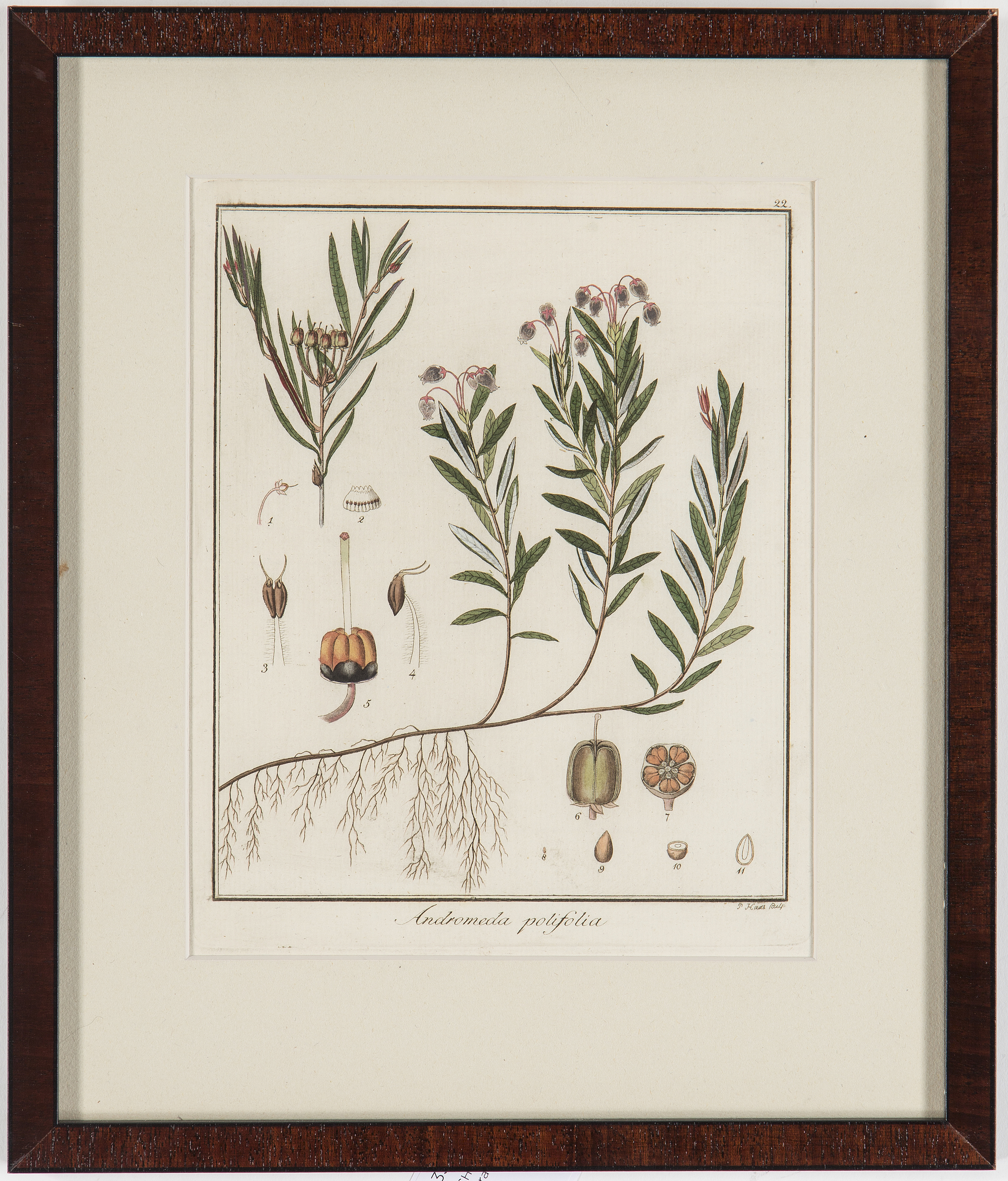 Three 18th century hand colored engravings. - Bukowskis