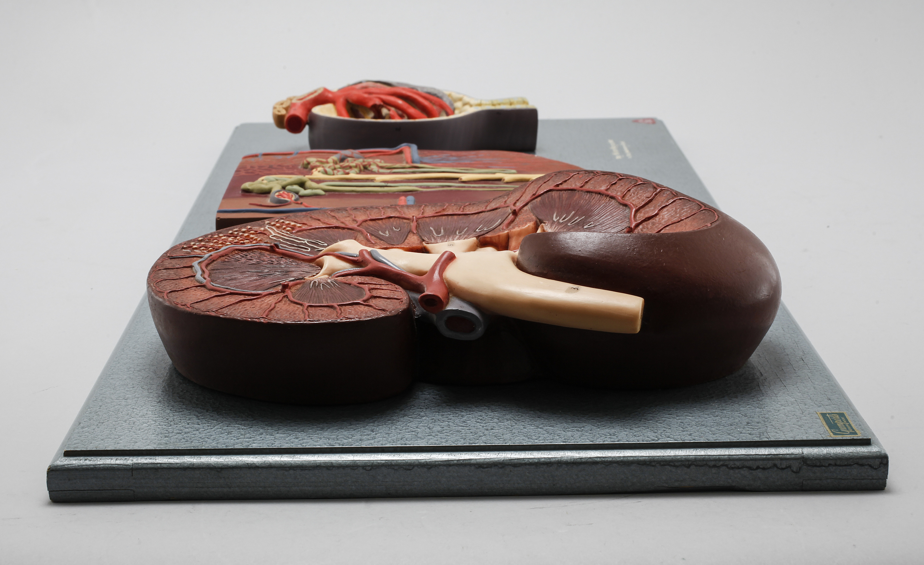 ANATOMISKA MODELLER, 2 st, Somso, Tyskland, 1900-tal. - Bukowskis