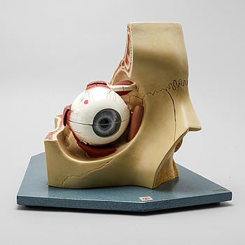 ANATOMISKA MODELLER, 2 st, Somso, Tyskland, 1900-tal. - Bukowskis