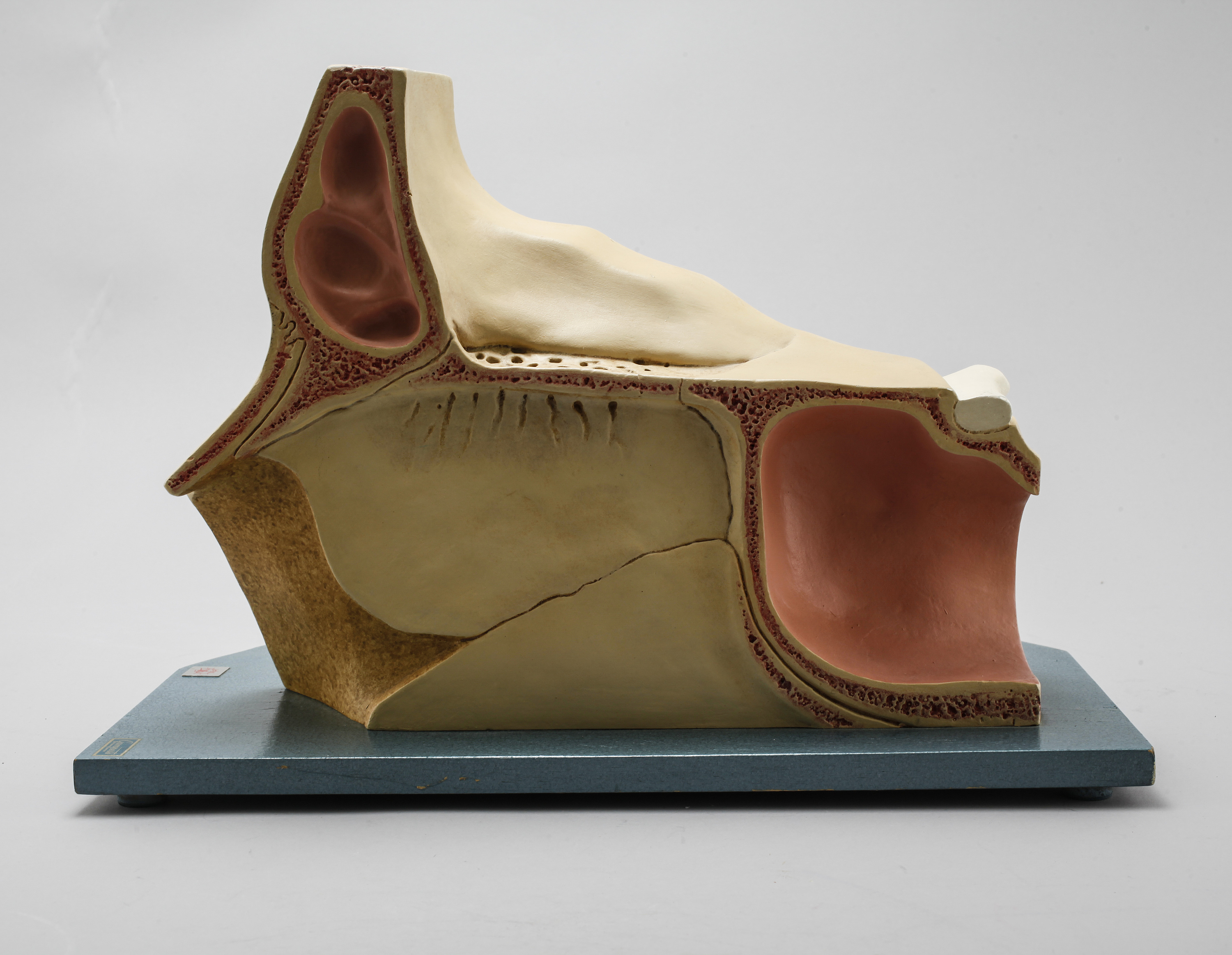 ANATOMISKA MODELLER, 2 st, Somso, Tyskland, 1900-tal. - Bukowskis