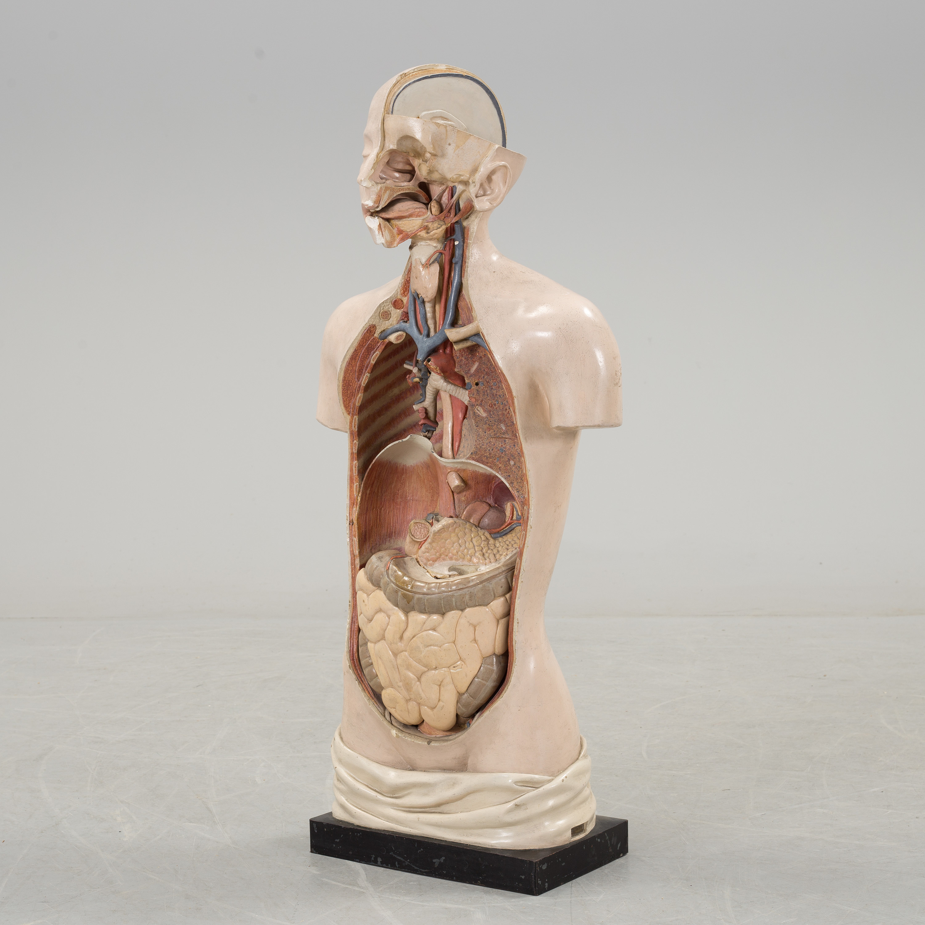ANATOMISK MODELL, Franz Jos. Steger, Leipzig, Tyskland 1900-talet mitt ...