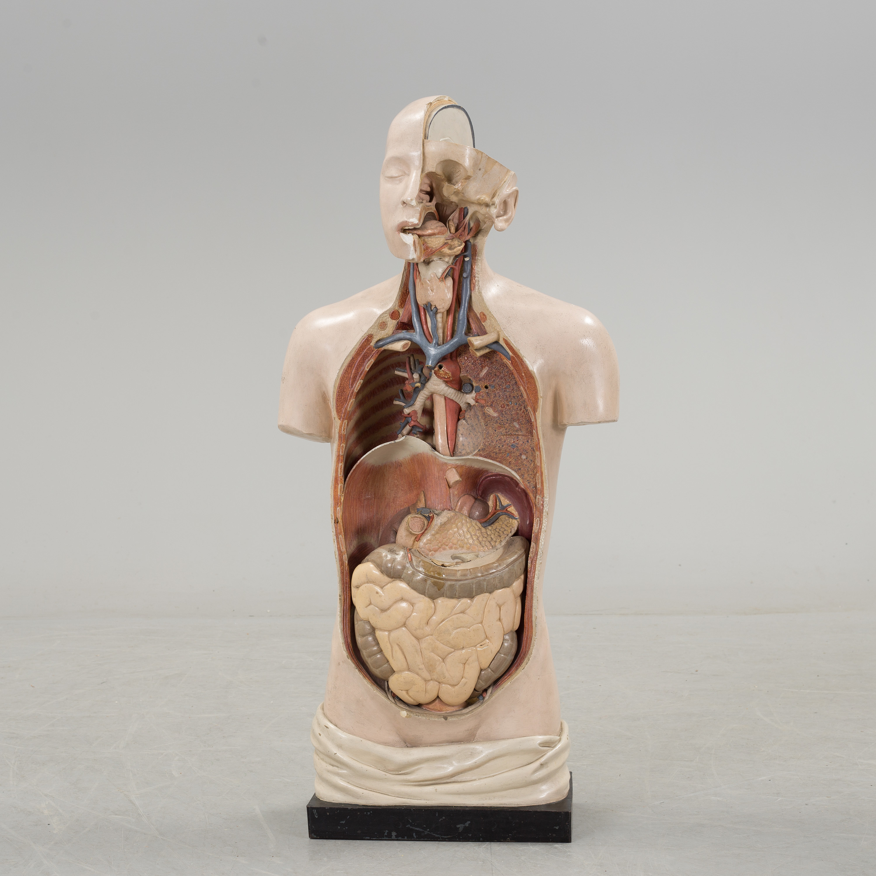 ANATOMISK MODELL, Franz Jos. Steger, Leipzig, Tyskland 1900-talet mitt ...