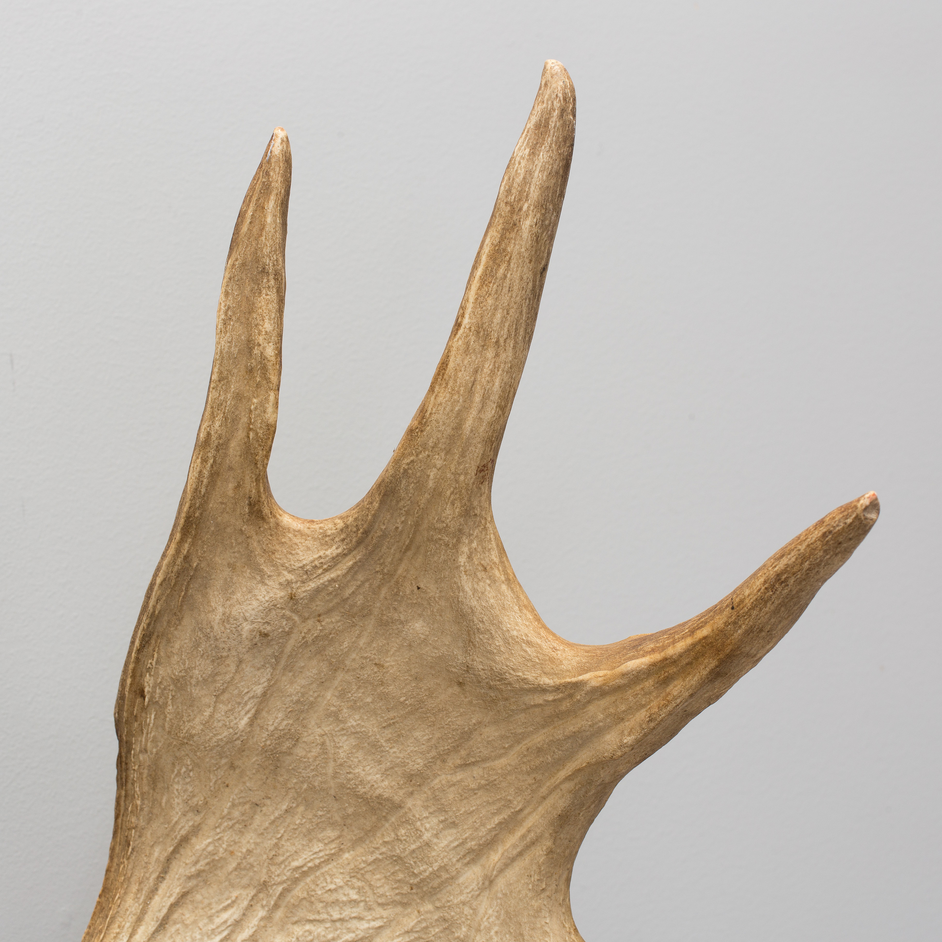 A 20th century hunting trophy Moose Elk antlers. - Bukowskis