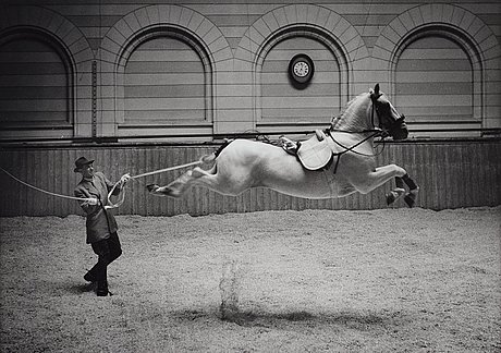 Hans Hammarskiöld, "Spanska ridskolan", 1952. - Bukowskis