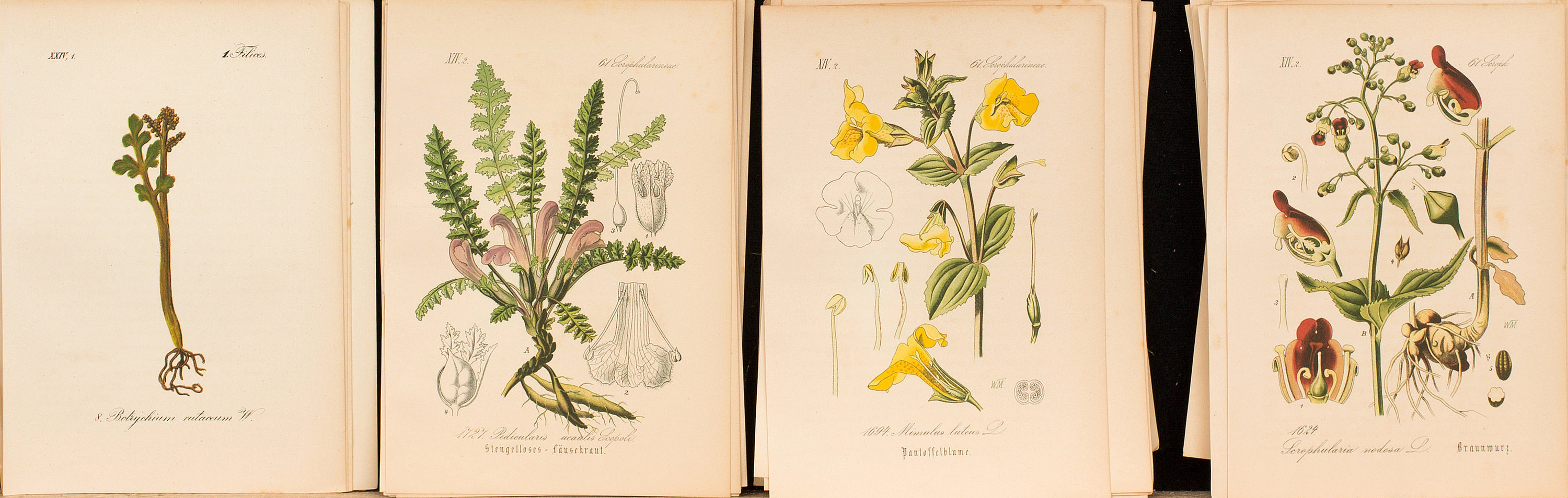 FLORA VON DEUTSCHLAND, 250 pictures , Ernst Hallier, ca 1880. - Bukowskis